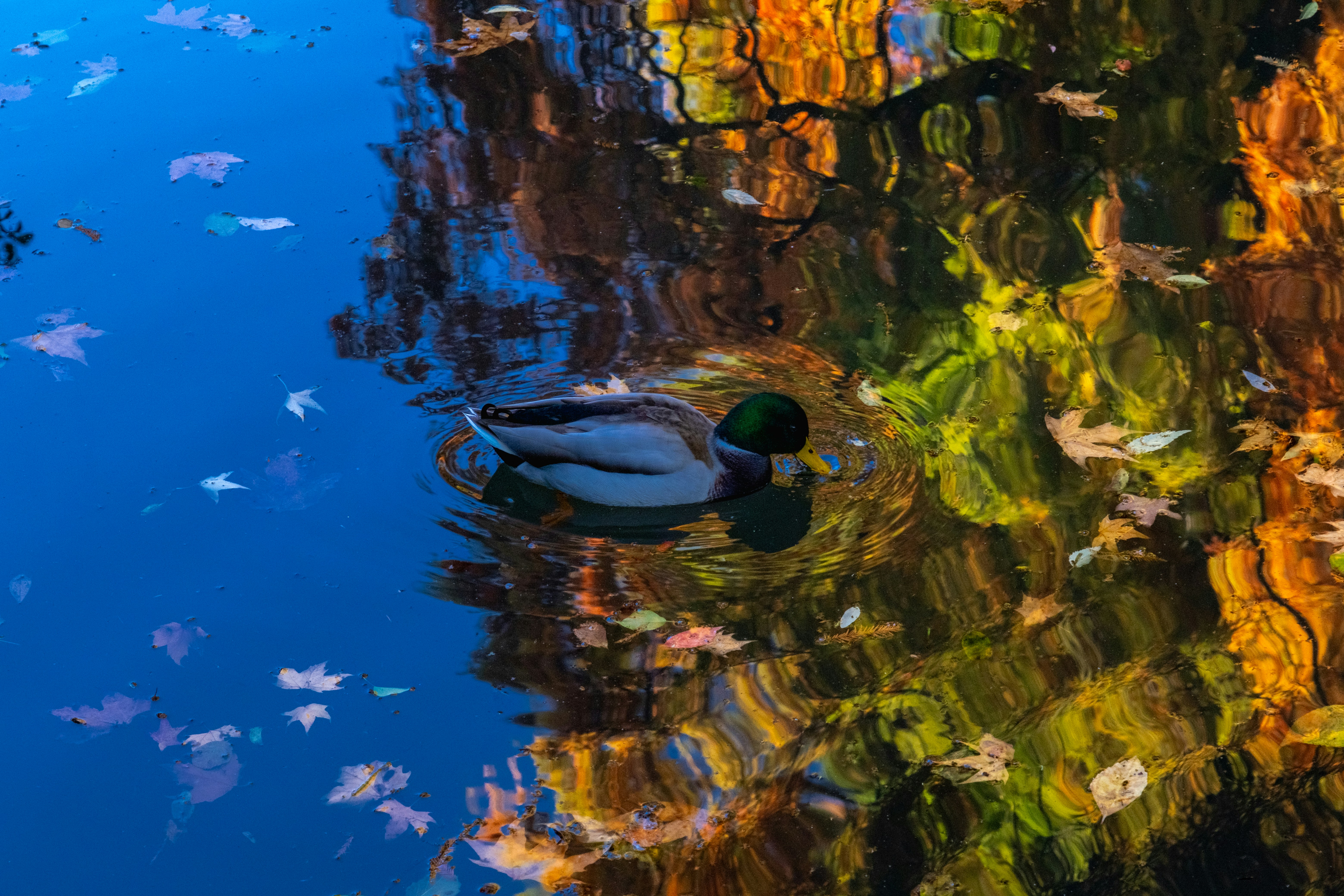 Reflections of Autumn Serenity