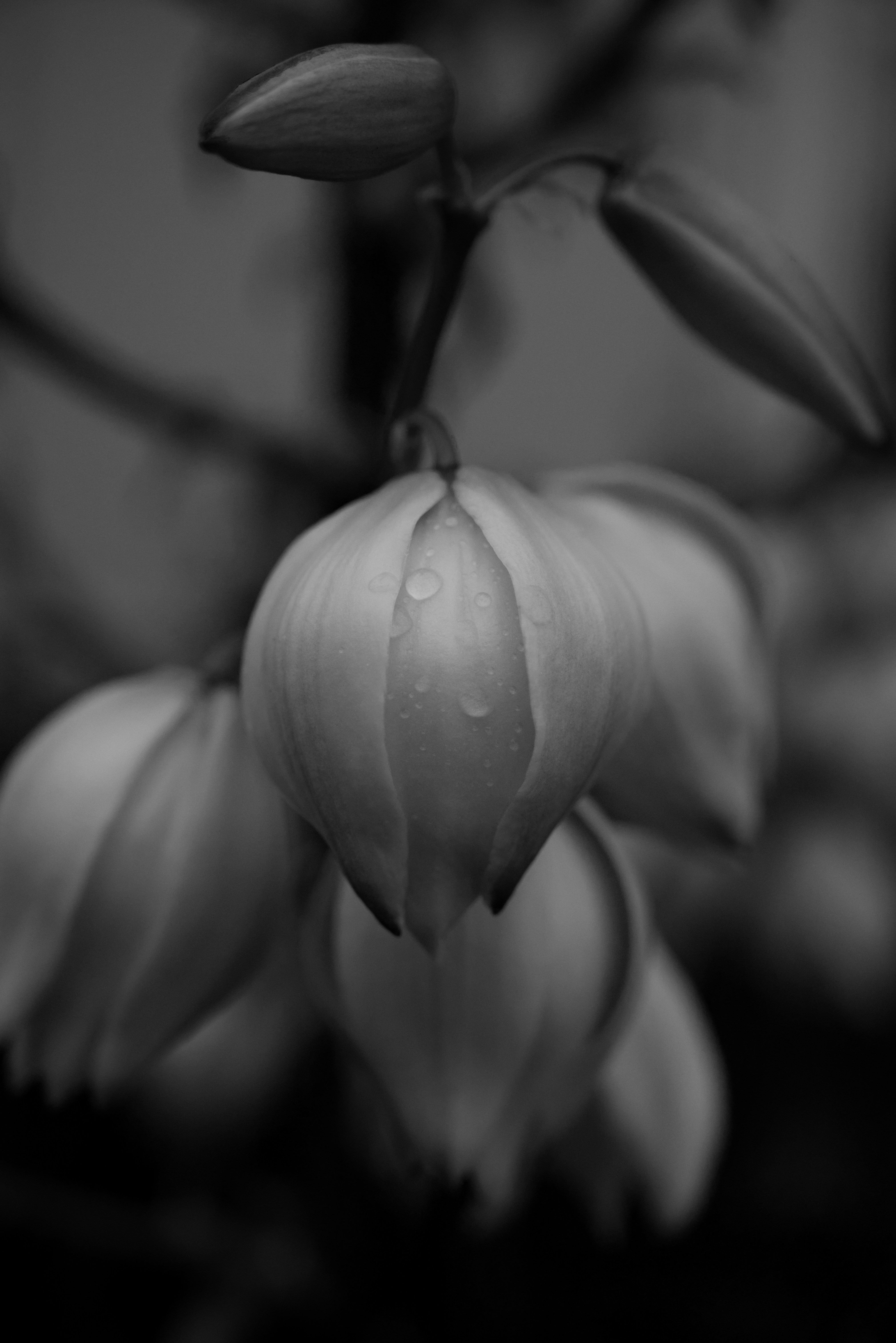 Whispers of the Desert Bloom