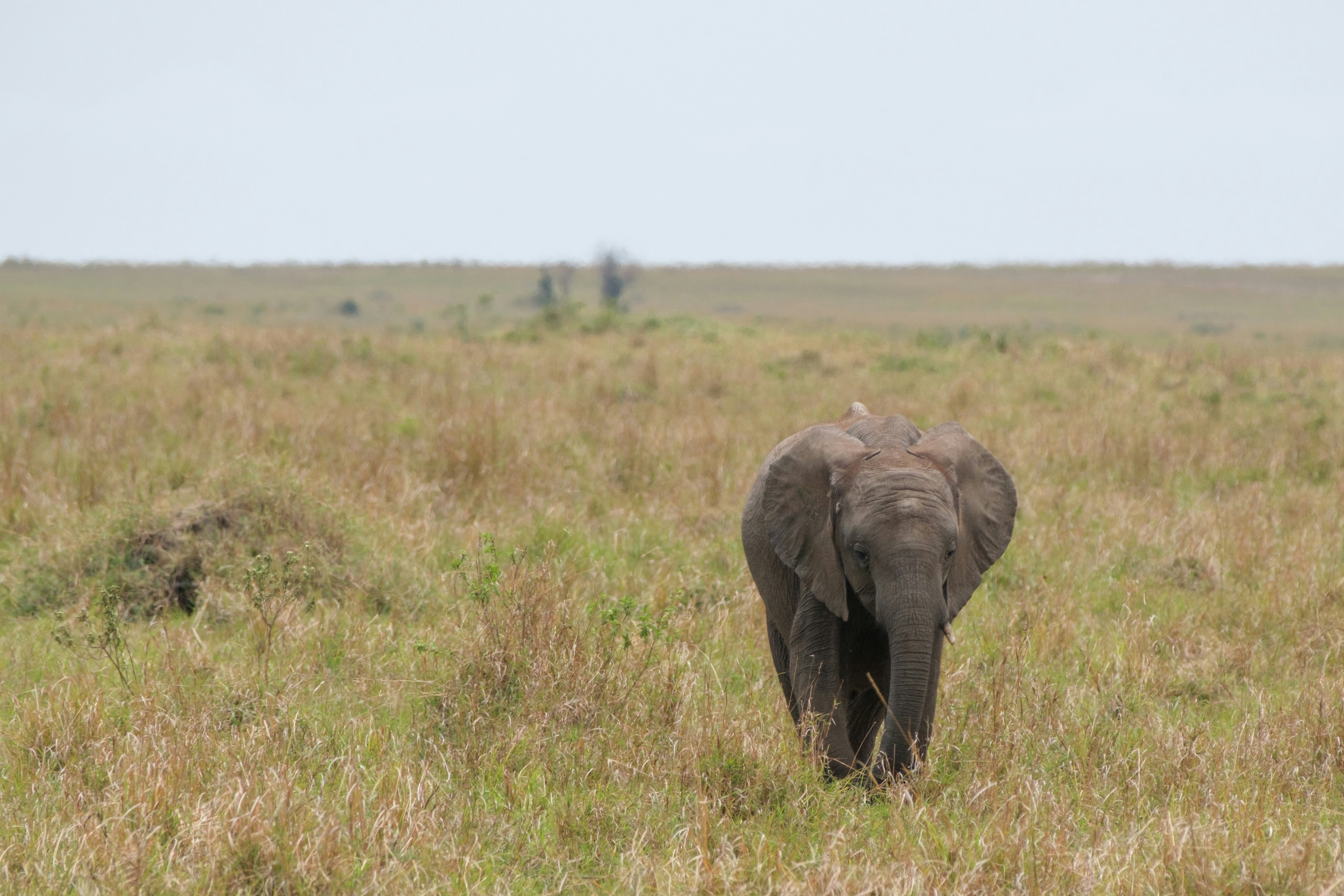 Majestic Solitude of the Savanna