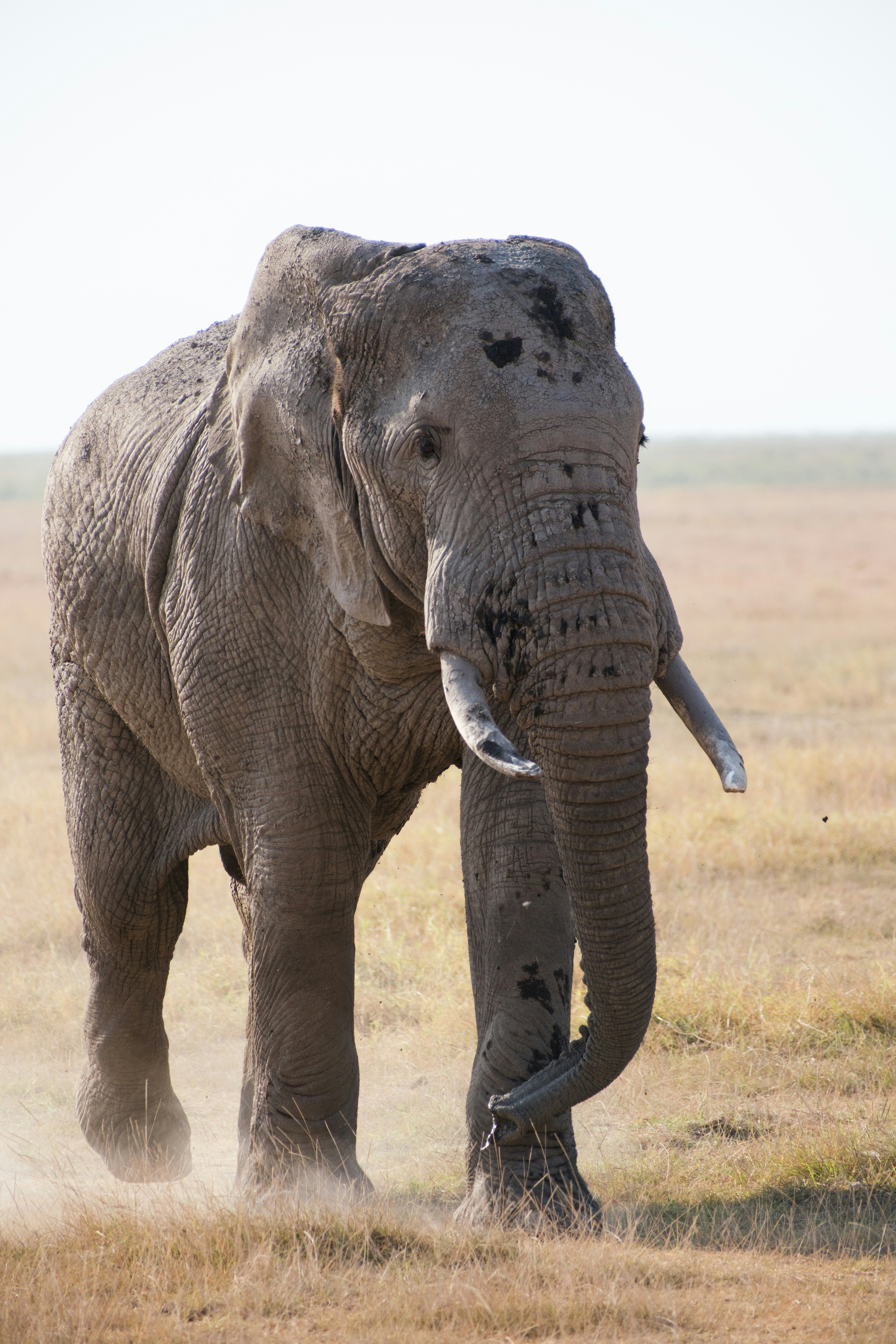 Majestic Wanderer of the Savanna