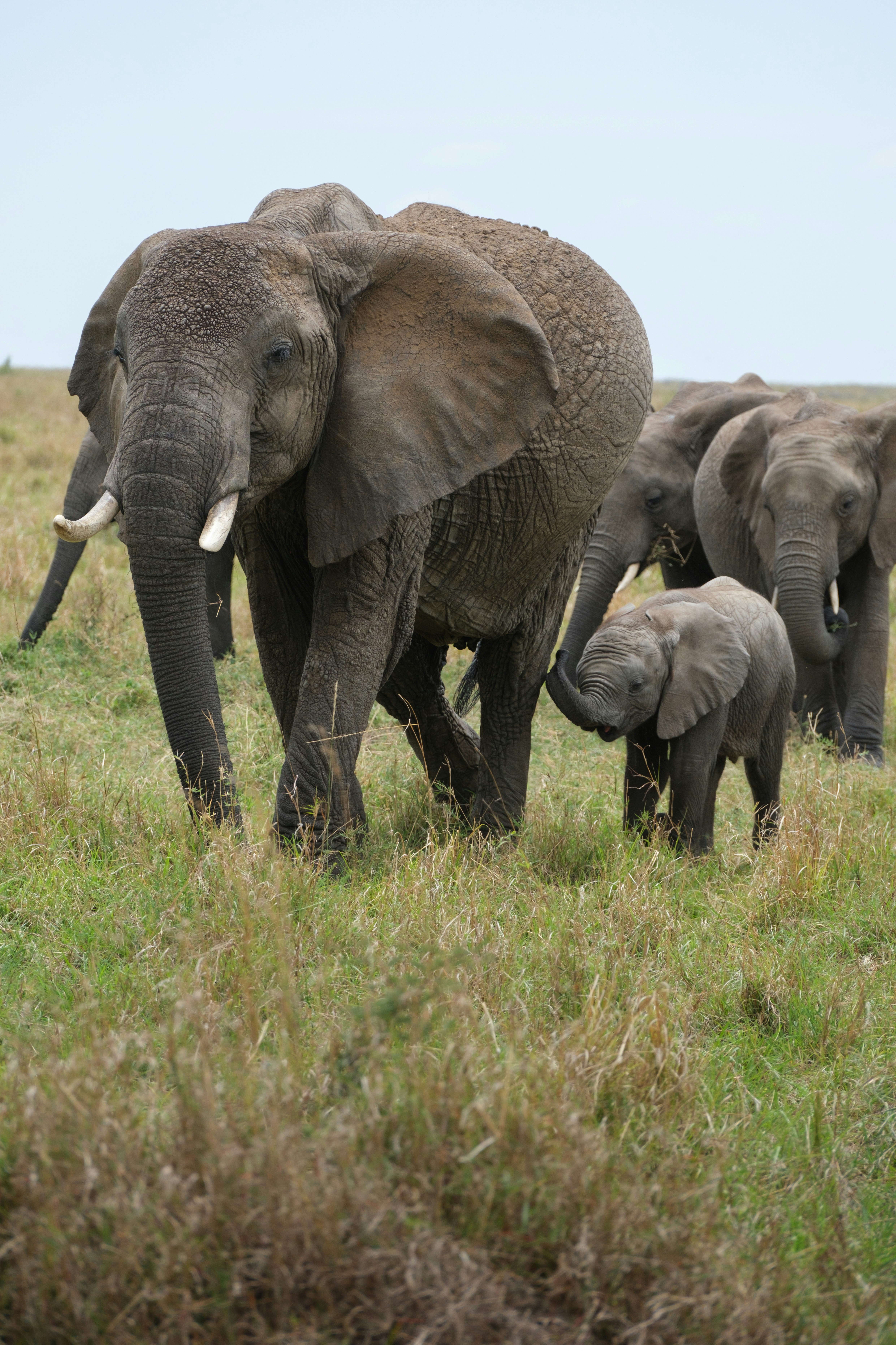 Matriarch and Calf Lead a Herd Across the Grassy Serengeti