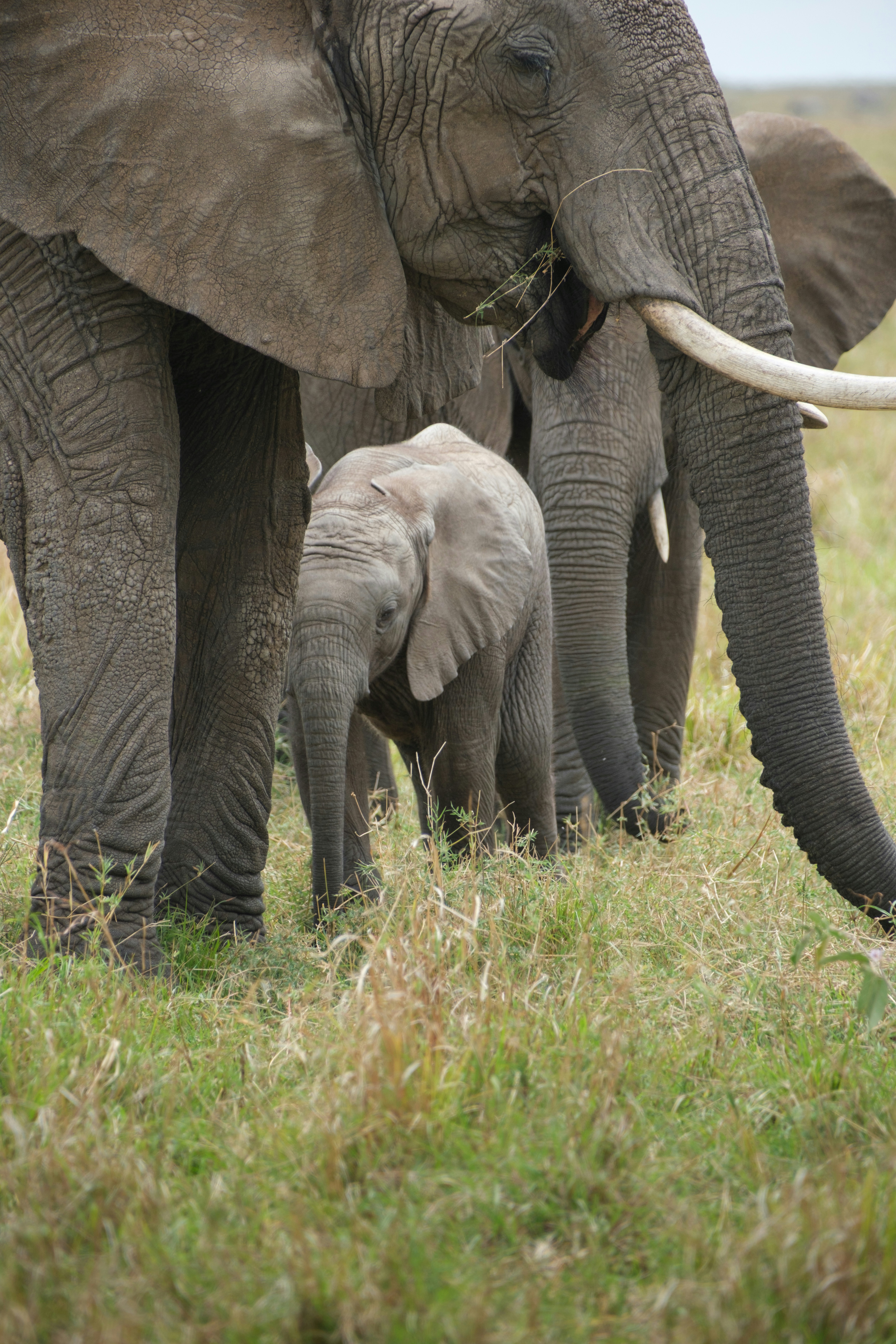 Gentle Giants: A Family's Embrace