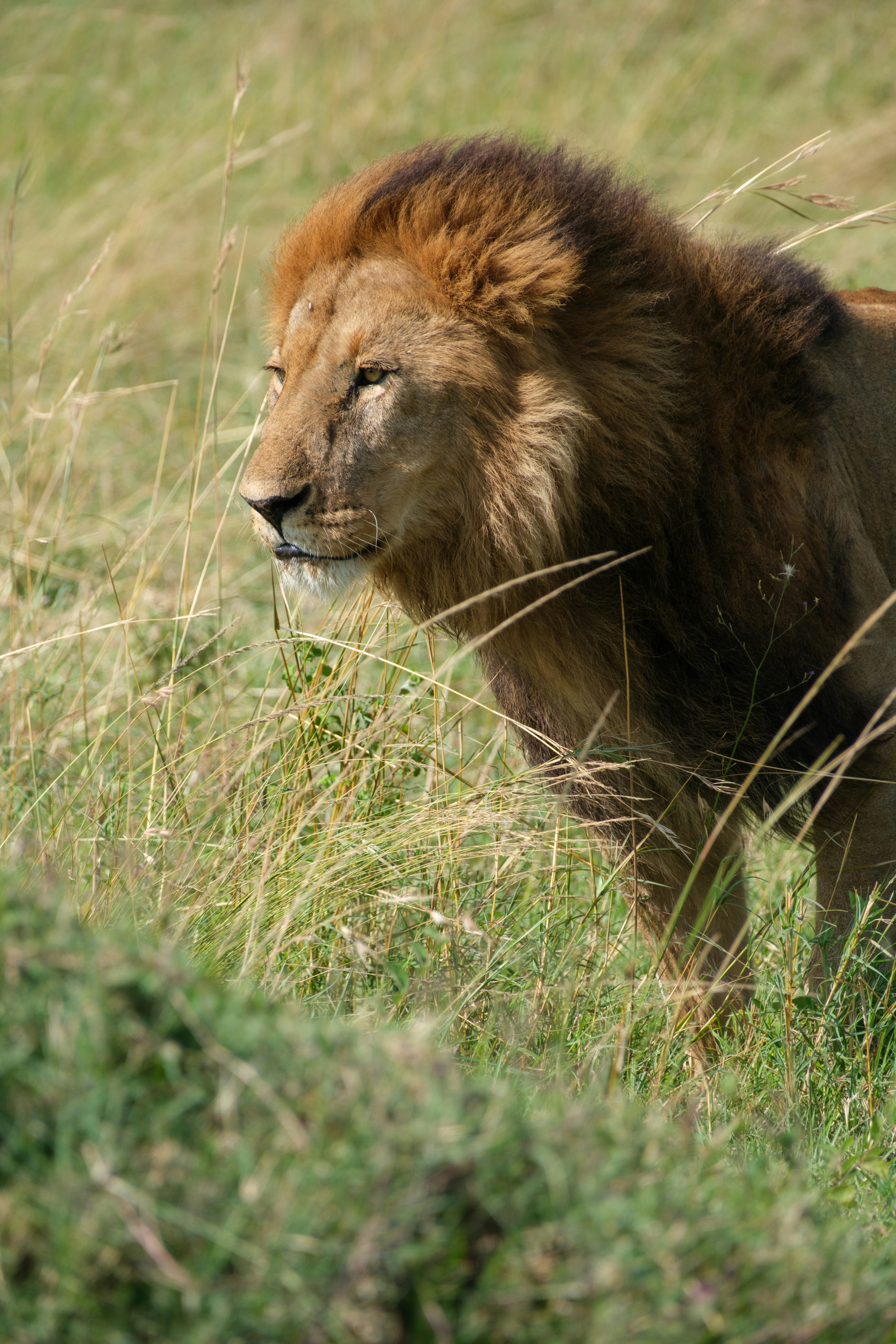 Majesty in Motion: The Silent Watcher of the Savanna