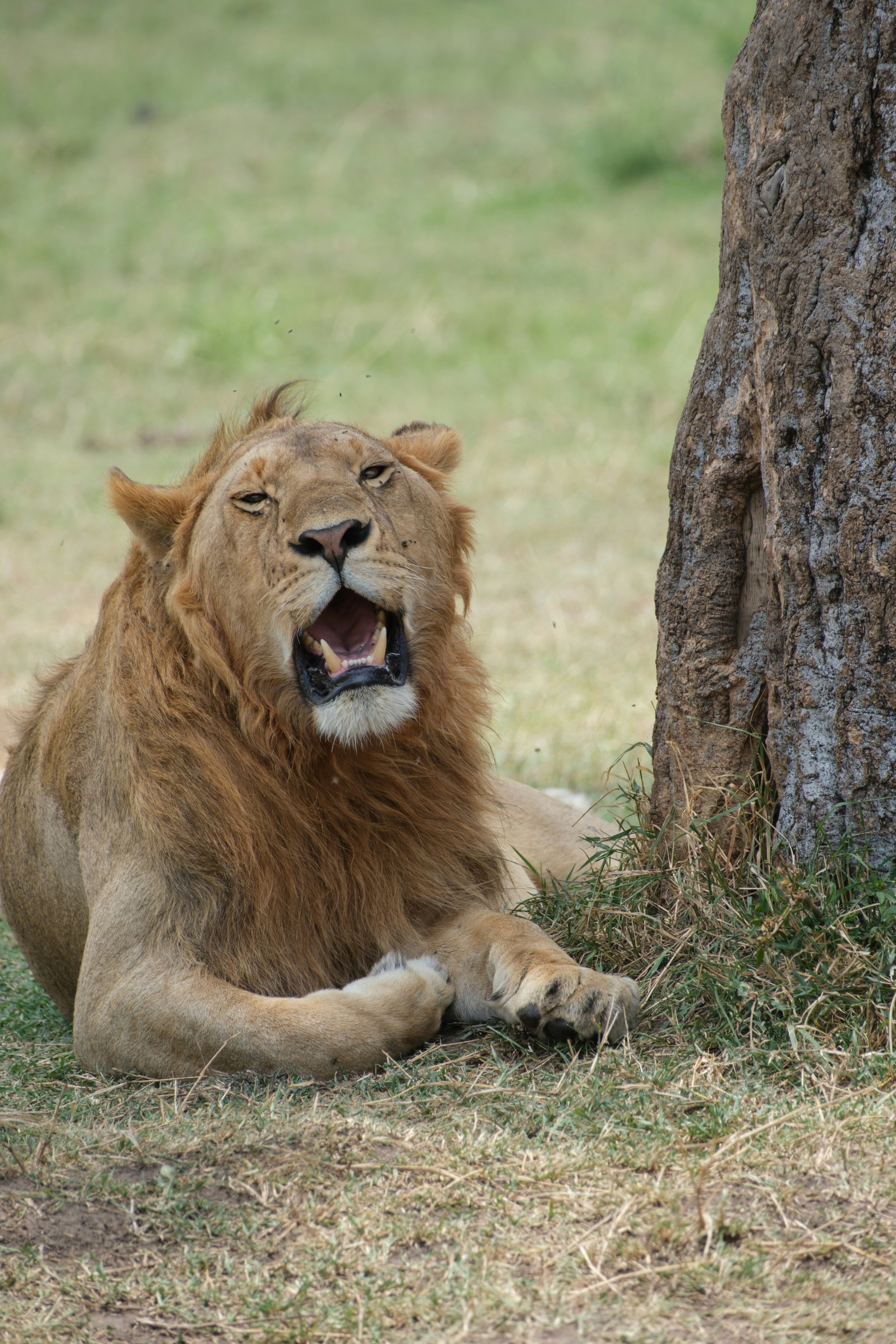 Yawning Majesty by the Shade: A Lion at Rest in the Grassland