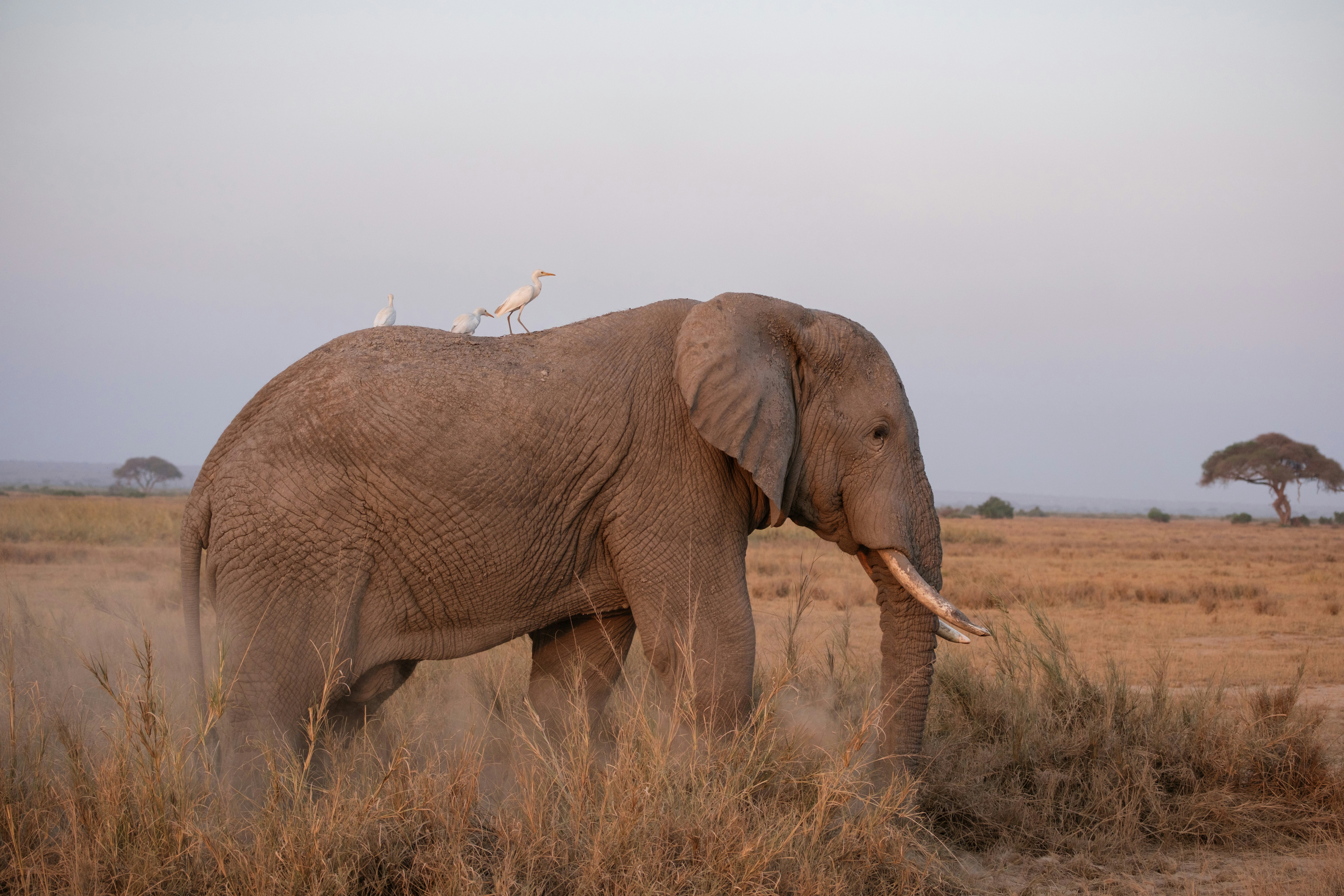 Majestic Serenity: The Elephant's Evening Stroll