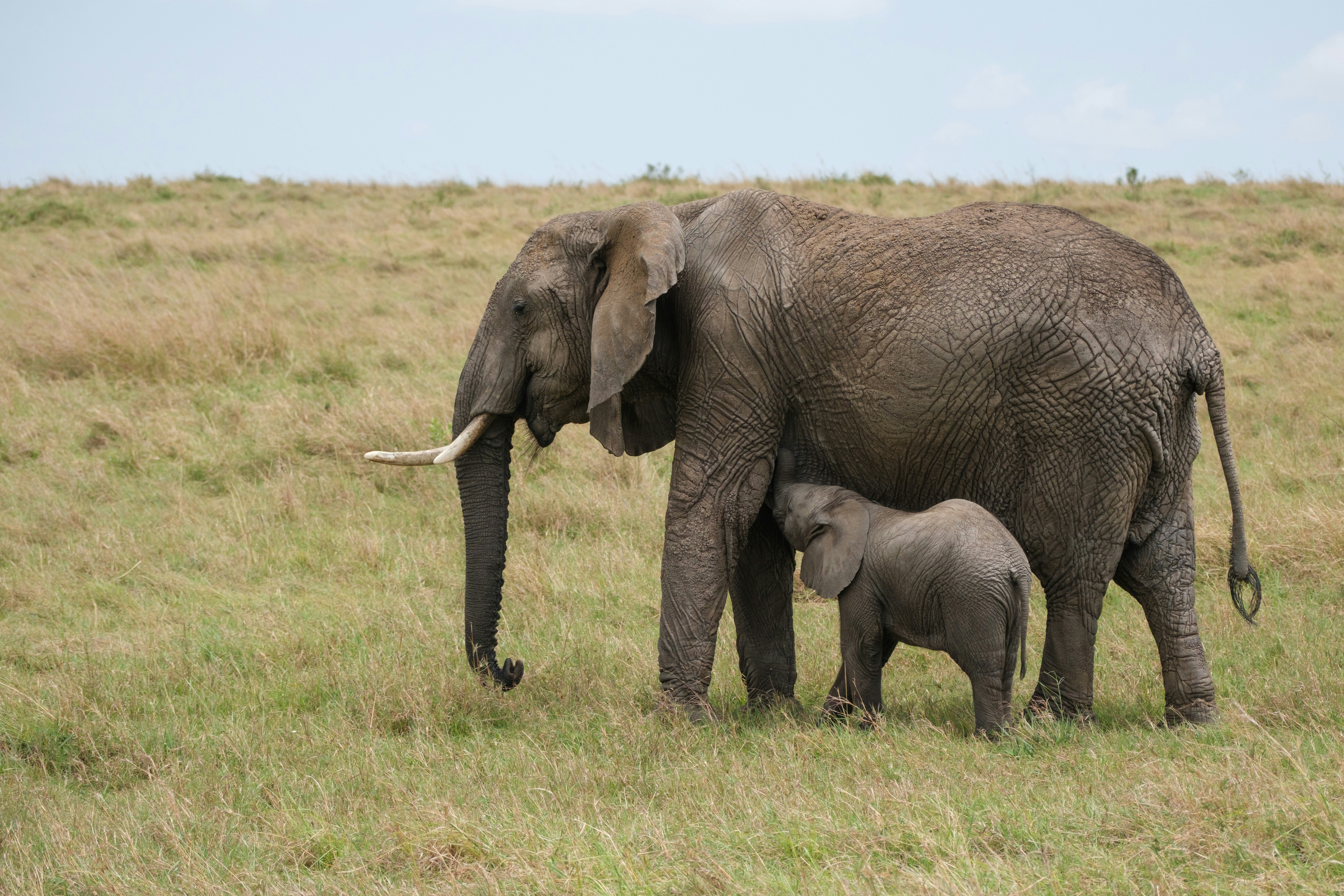 Serengeti Family Moment: Matriarch and Calf in Quiet Grass