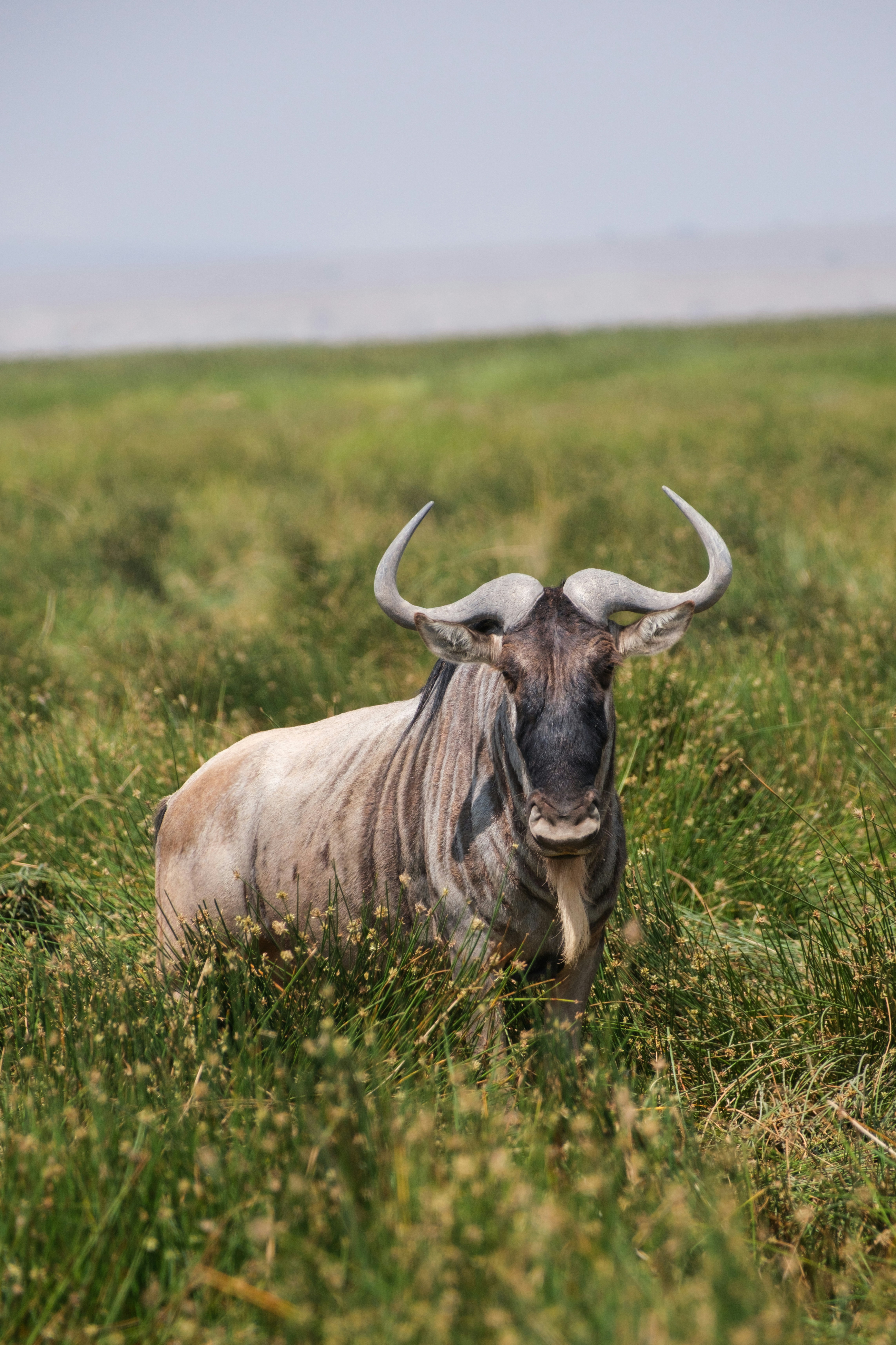 A gnu stands confidently amidst tall grass under a clear sky, showcasing its distinctive features and natural habitat.