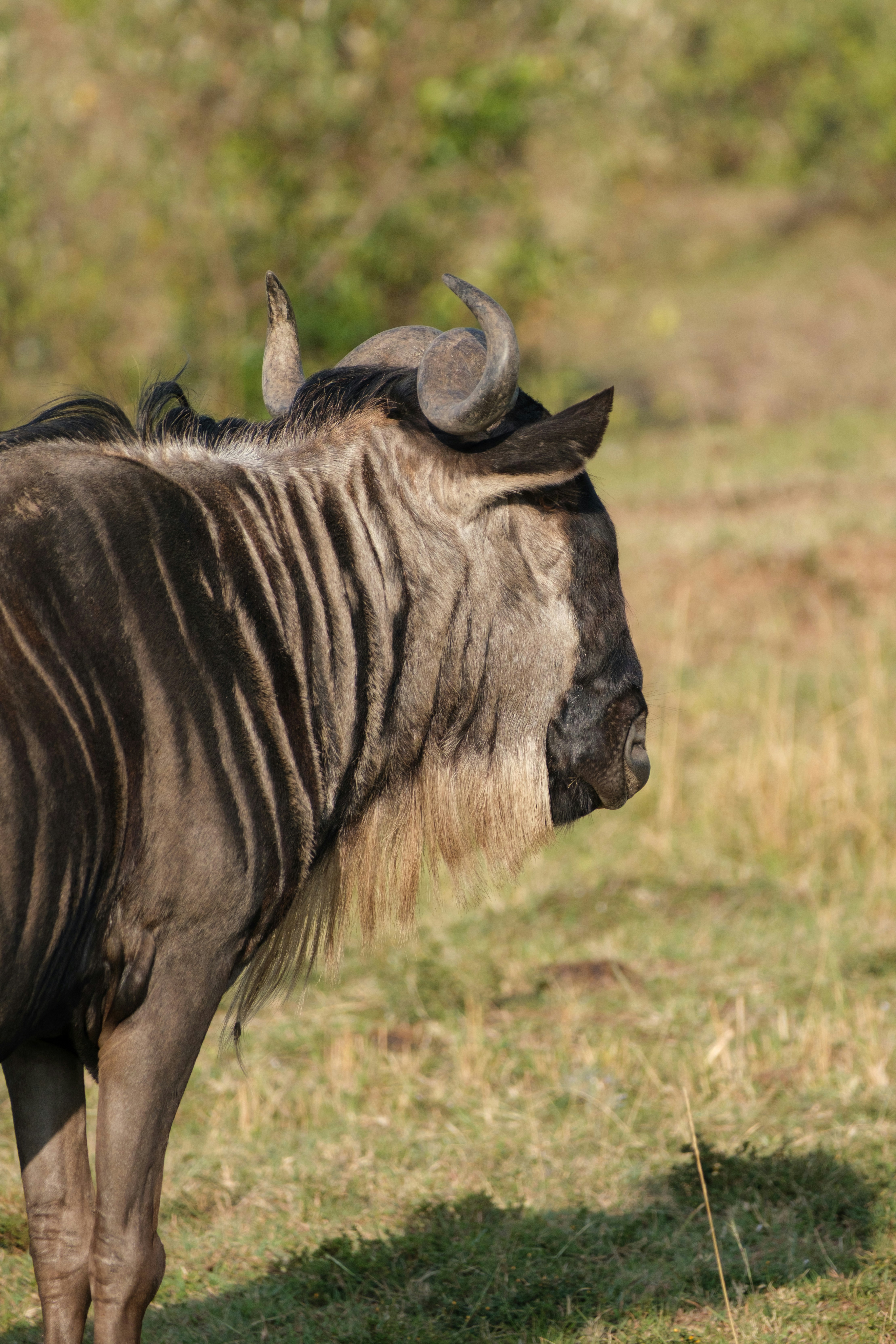 Horns in the Grass: A Wildebeest Pauses in Sunlit Savanna