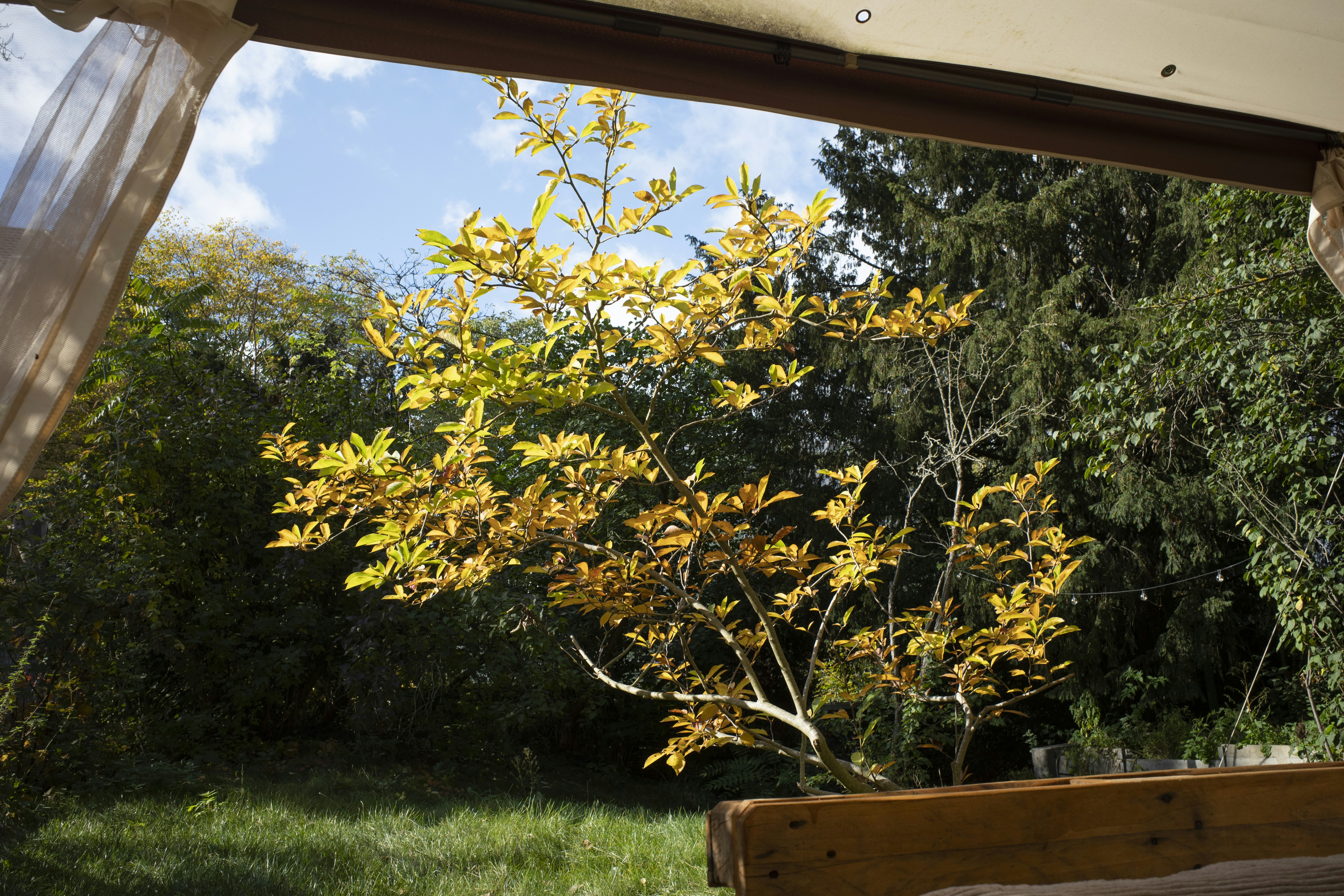 Sunlit Yellow-Leaf Tree Framed by a Quiet Veranda