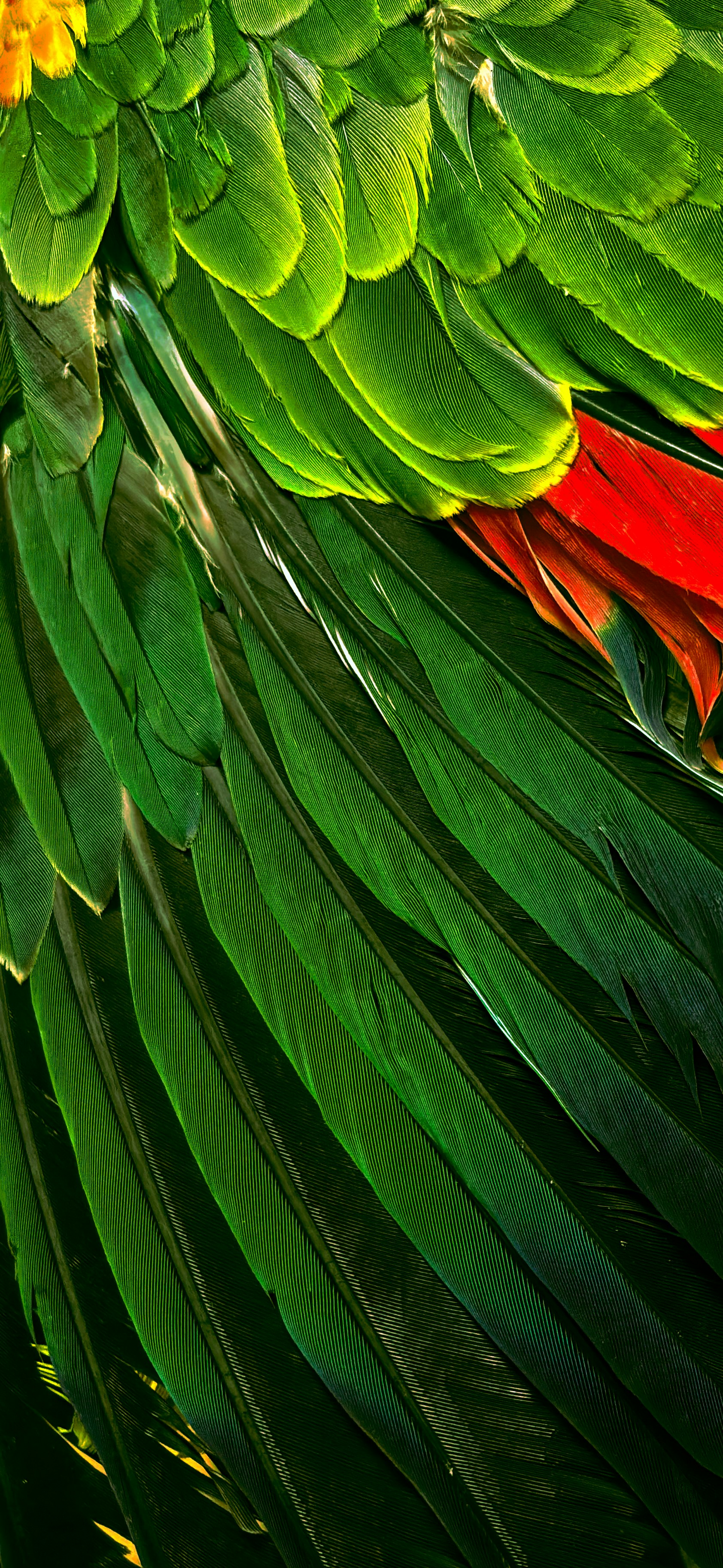 🦜🪽 | Close-up of vibrant green parrot feathers with red accents.