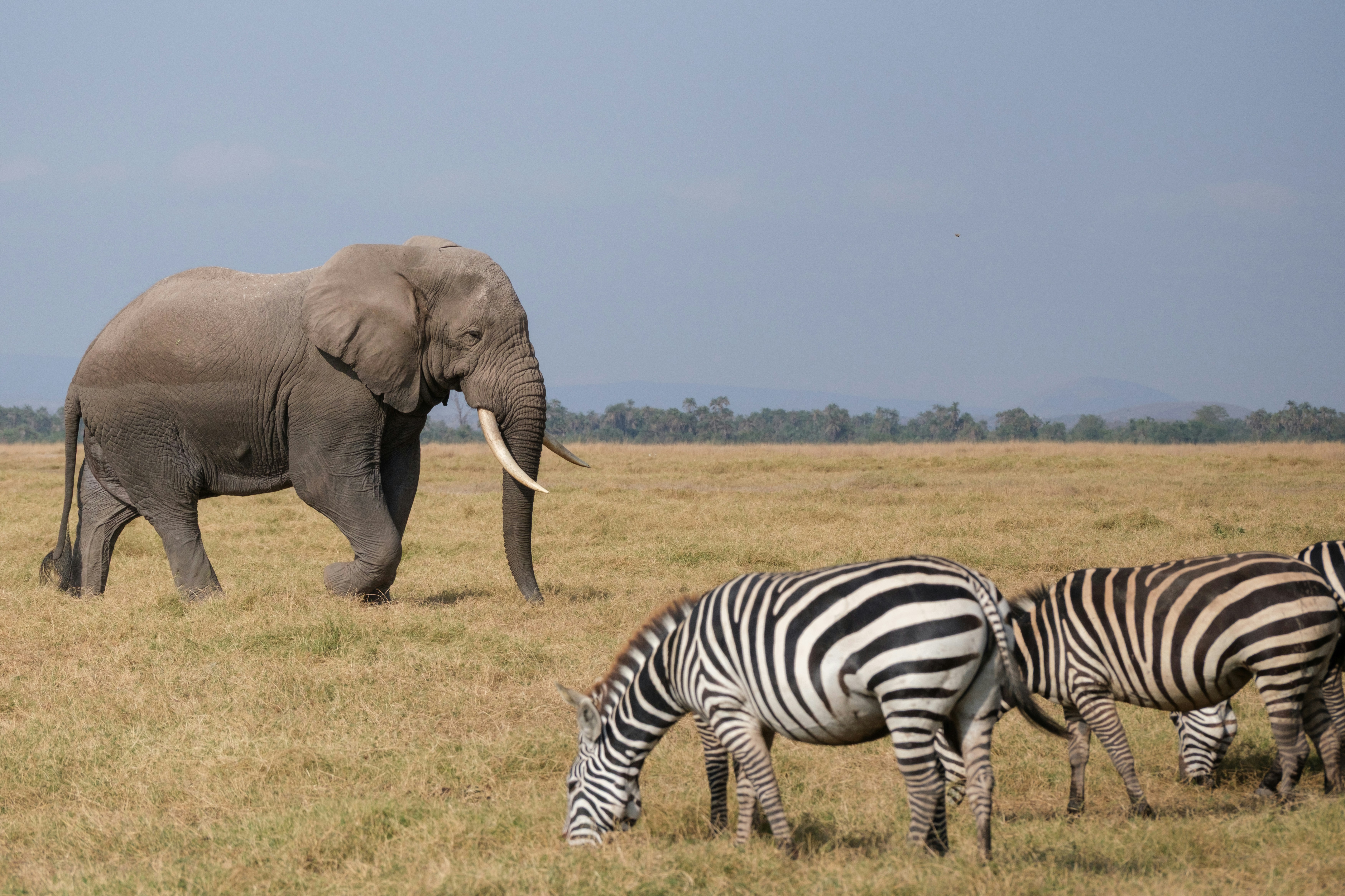 Grazing Giants on a Sunlit Savanna: Elephant and Zebra Portrait