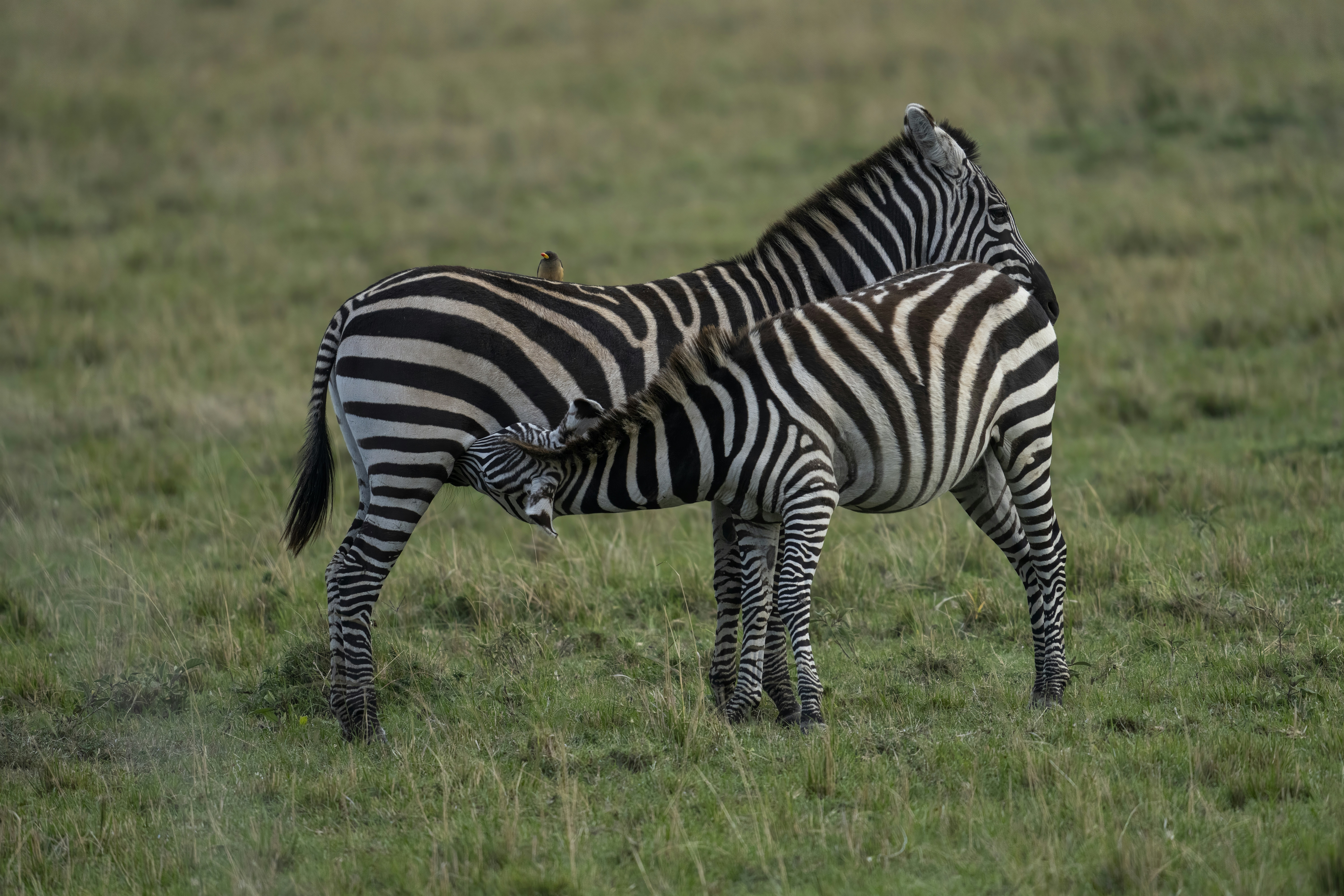 Photo by Sajad Baharvandi with Sony Alpha 7R IV