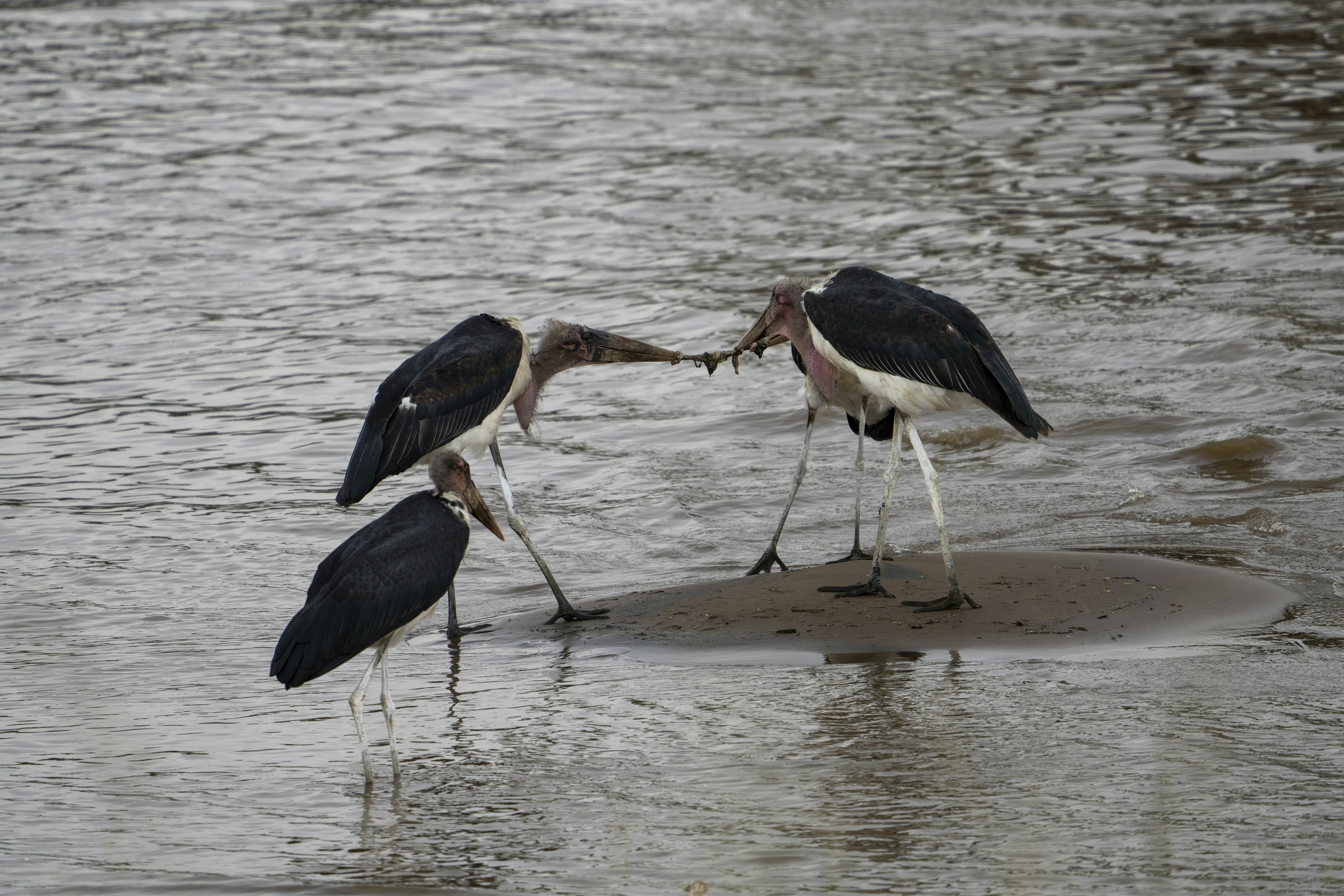 Mudflat Negotiation: A fish between two wading birds