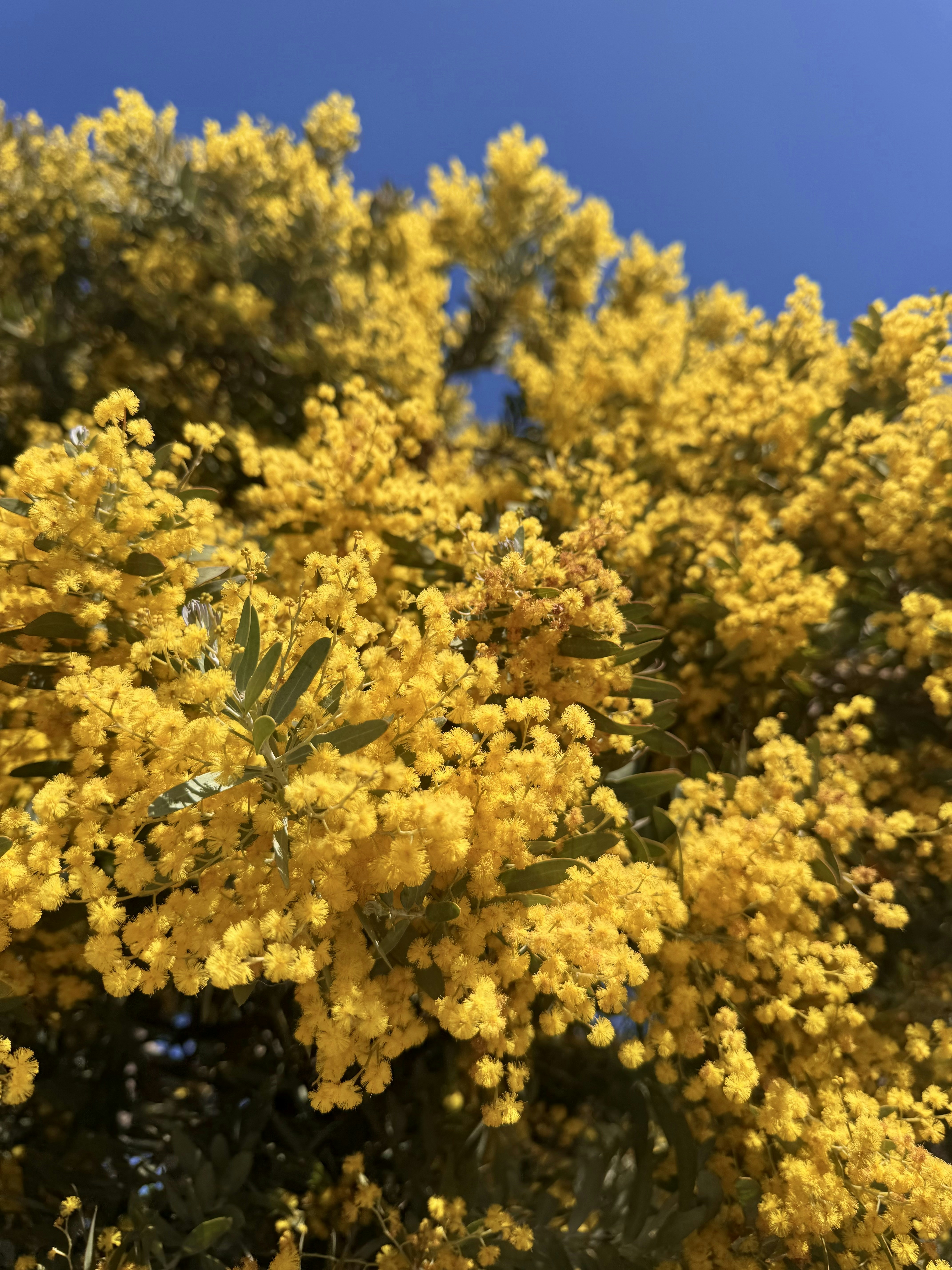 Bright yellow mimosa flowers against a clear blue sky.