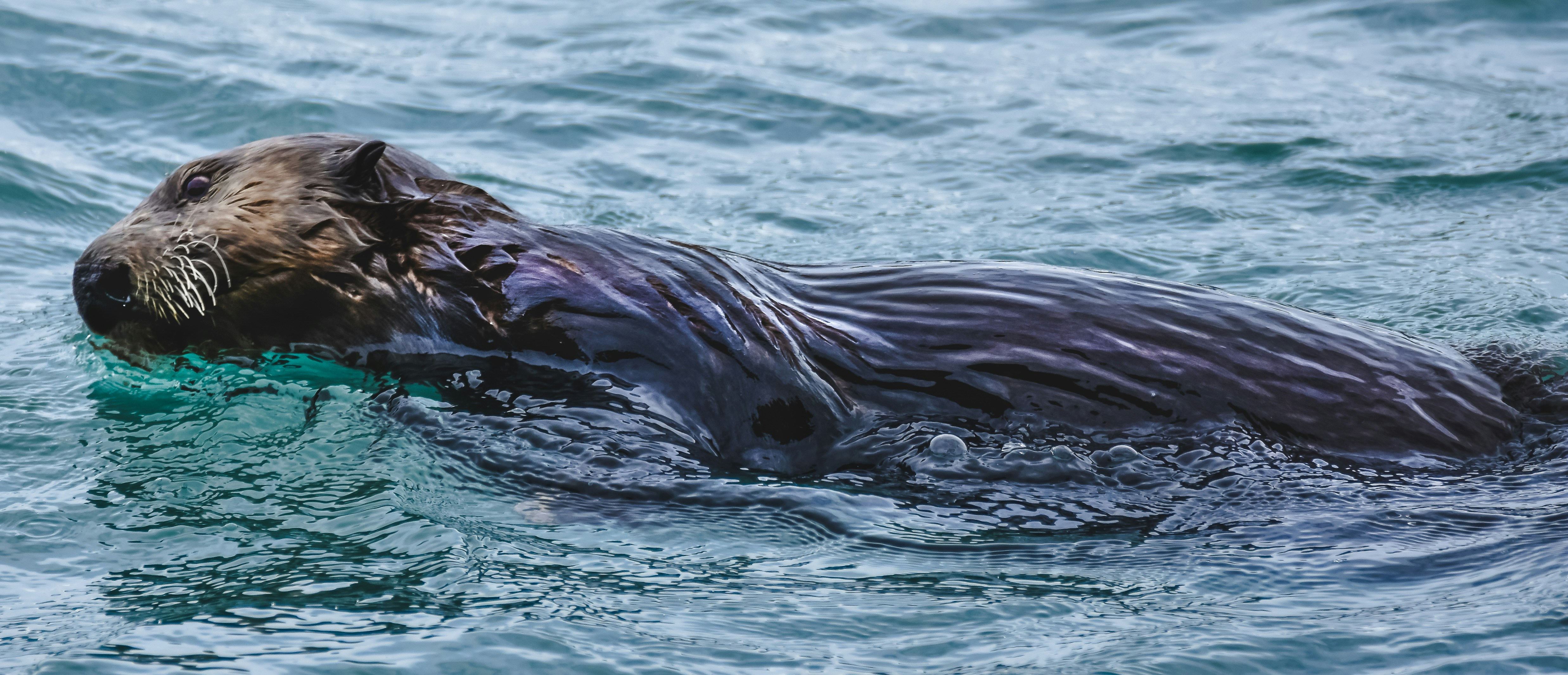 Sea otter gliding effortlessly through the shimmering water, showcasing its playful nature.