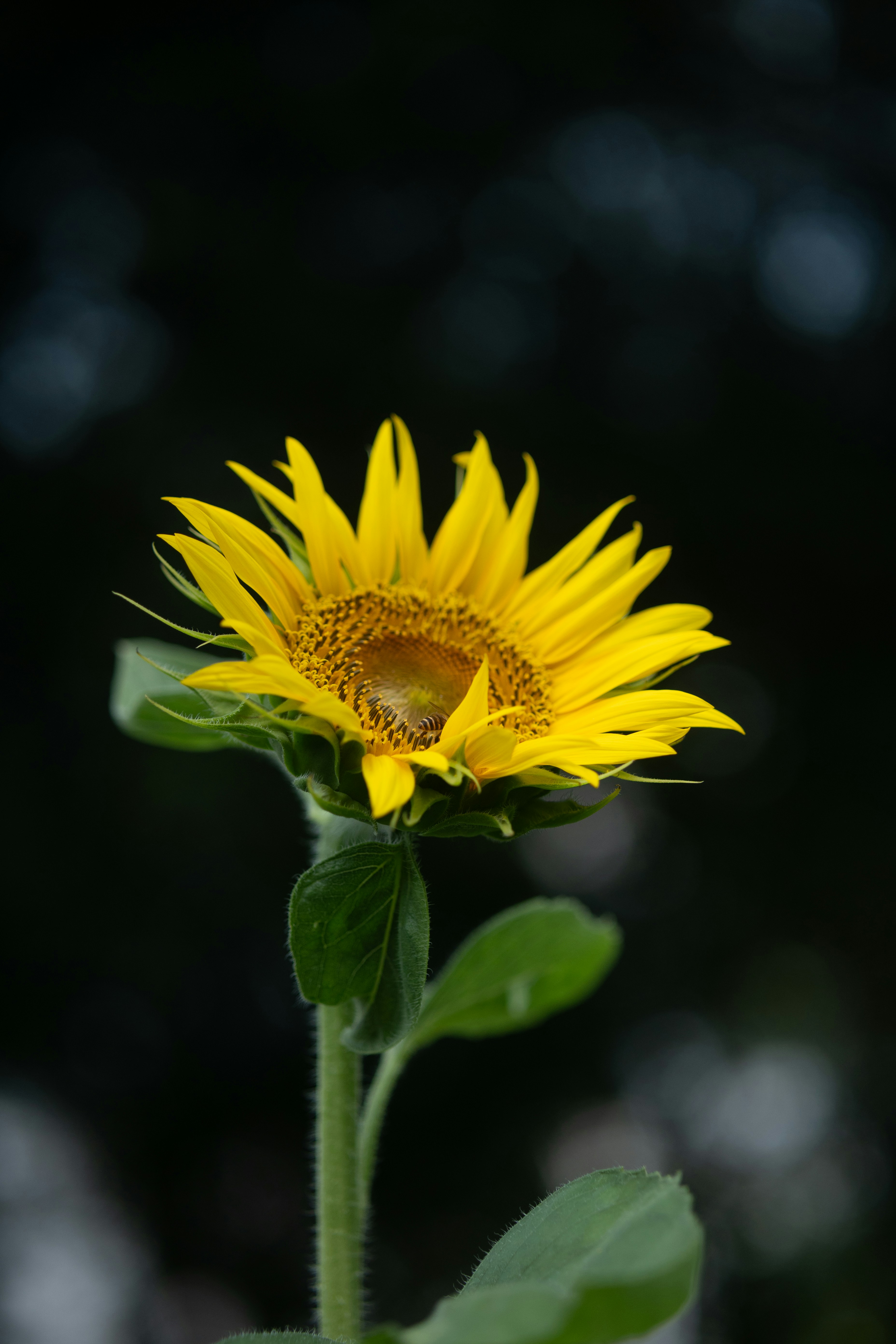 Vibrant sunflower standing tall with bright yellow petals and a rich brown center, set against a dark blurred background.