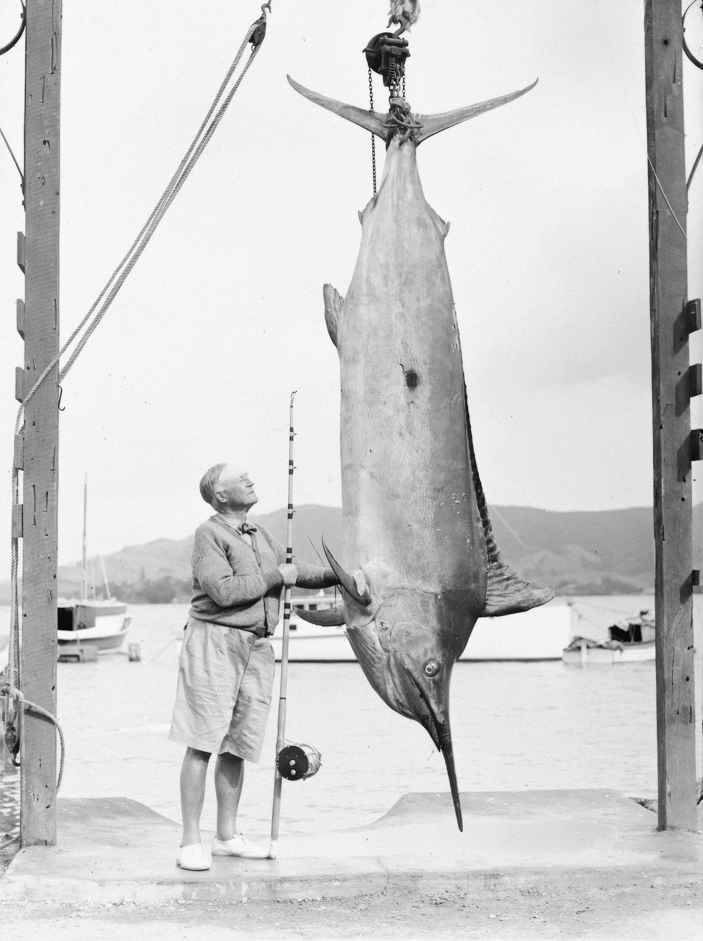 This photograph was taken by Tudor Washington Collins (b.1898, d.1970), possibly in the 1950s. Credit: Shared by Auckland War Memorial Museum, Tāmaki Paenga Hira, as part of the Tudor Collins collection. Rights: No known copyright restrictions. Reference: PH-2013-7-TC-B176-03. For more details, please visit: www.aucklandmuseum.com/discover/collections/record/1058288