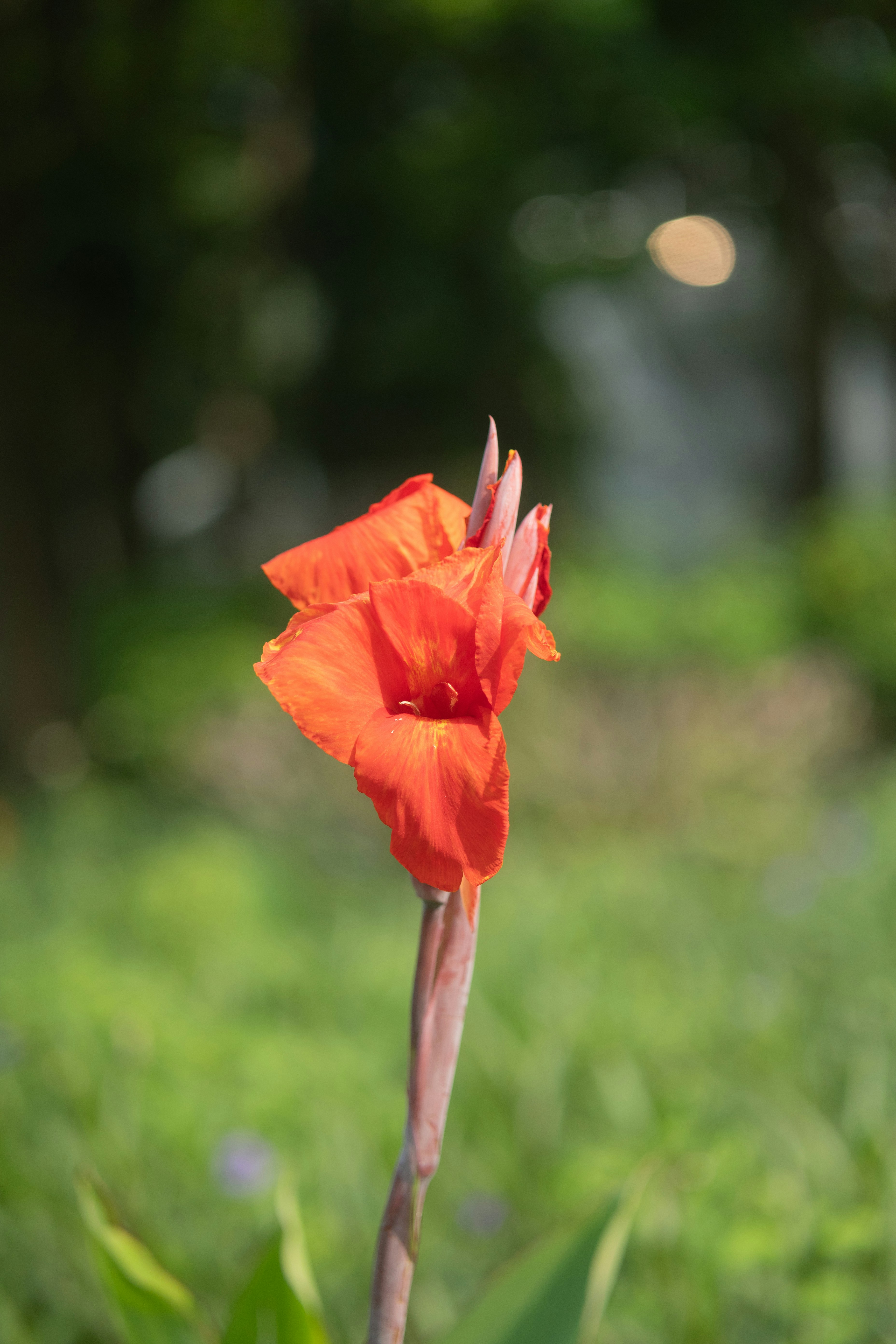 A striking red gladiolus flower stands tall against a blurred green background, showcasing its intricate petals and natural beauty.