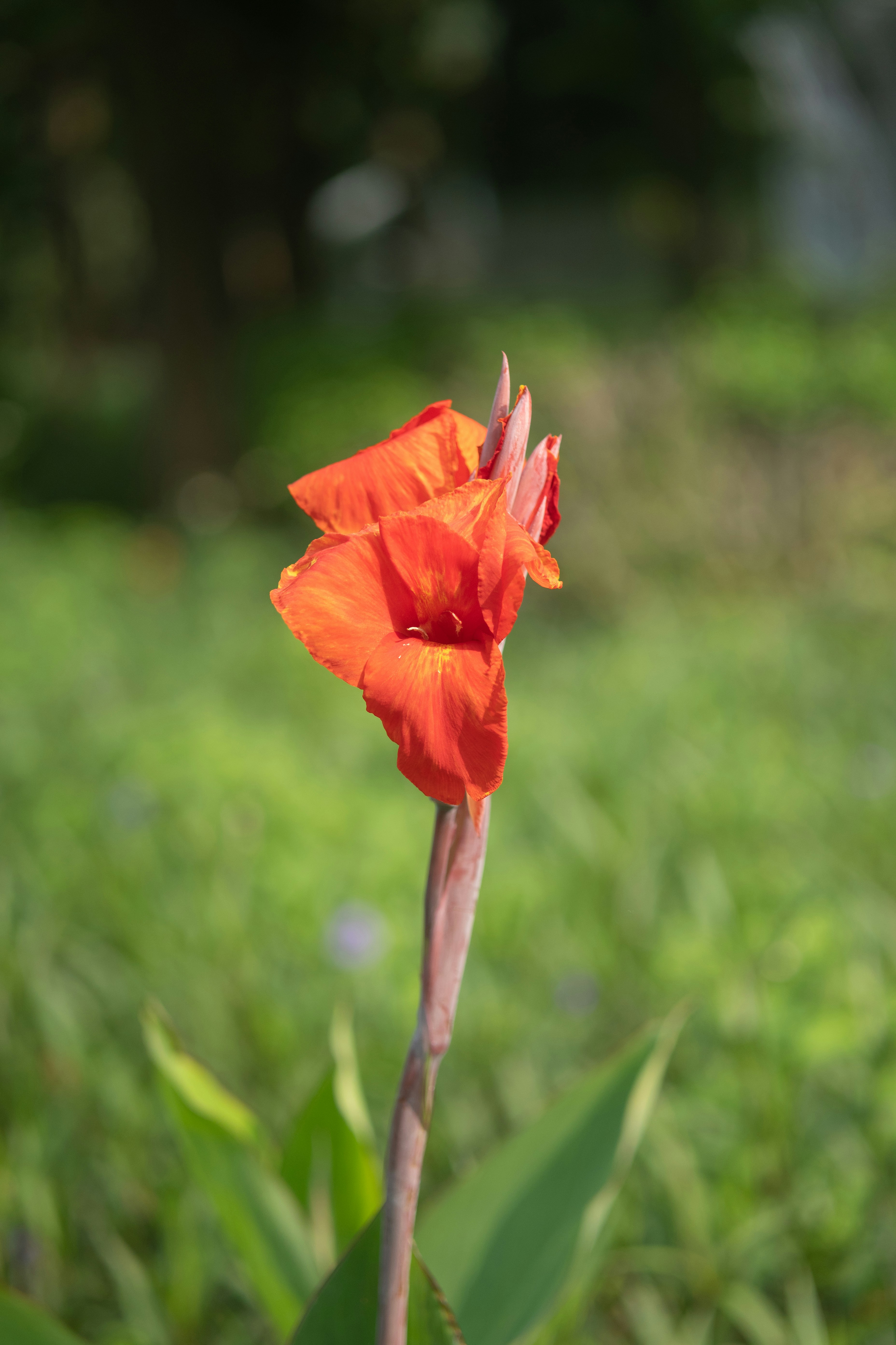 Photo by Tom Wood with Nikon Z30