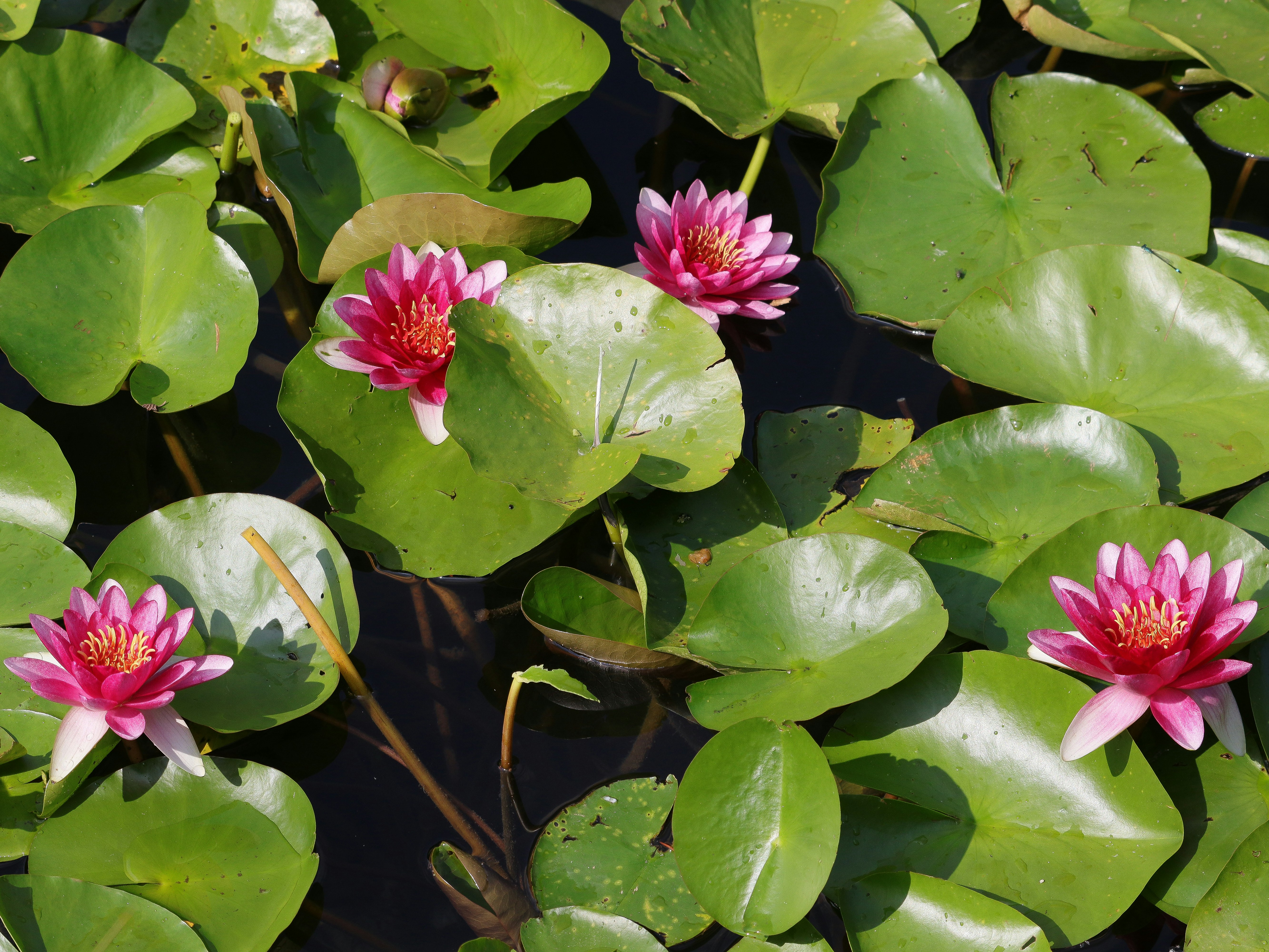 Canon EOS R100 Sample Shots