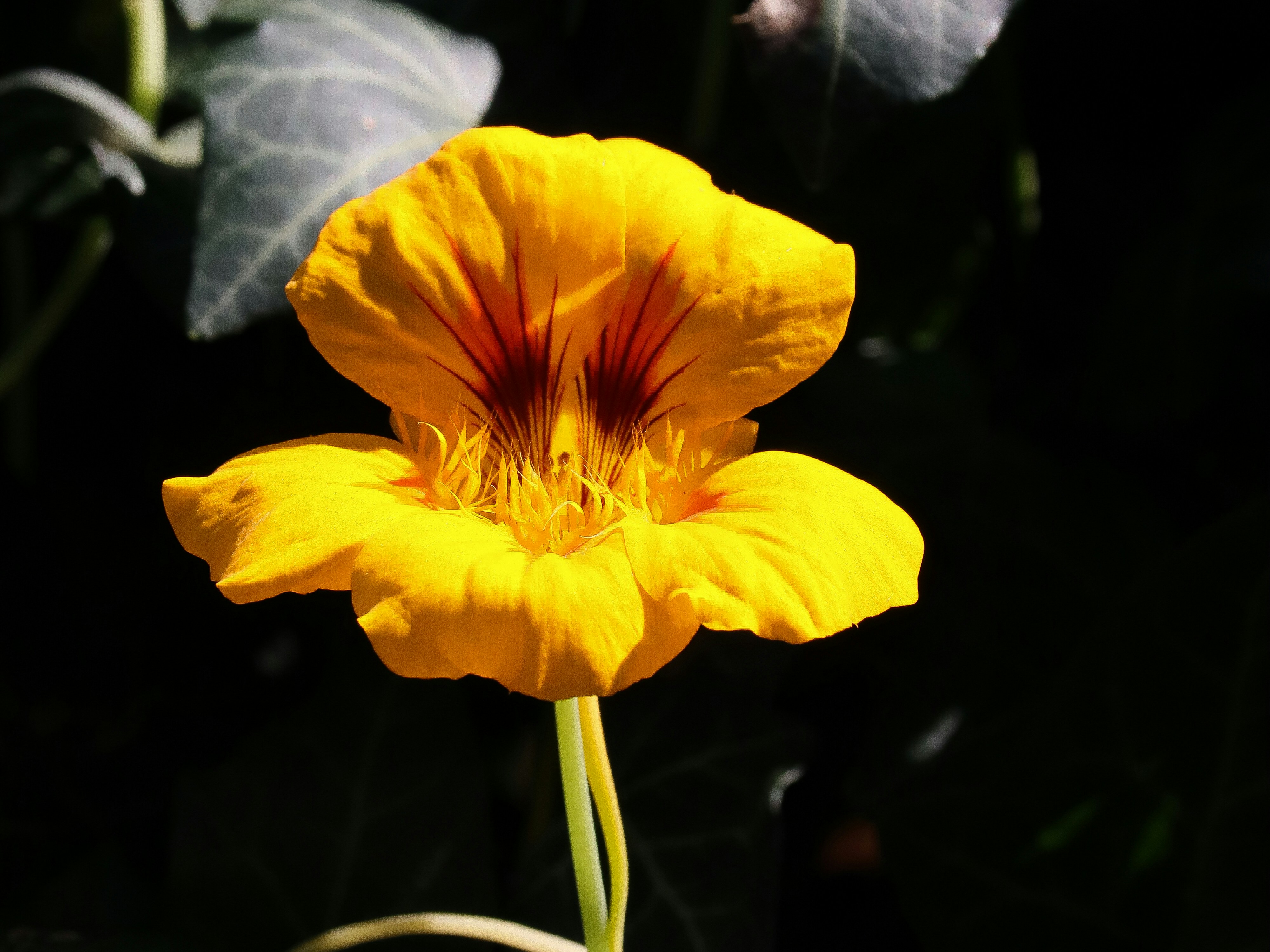 Golden Blossom Amidst Shadows