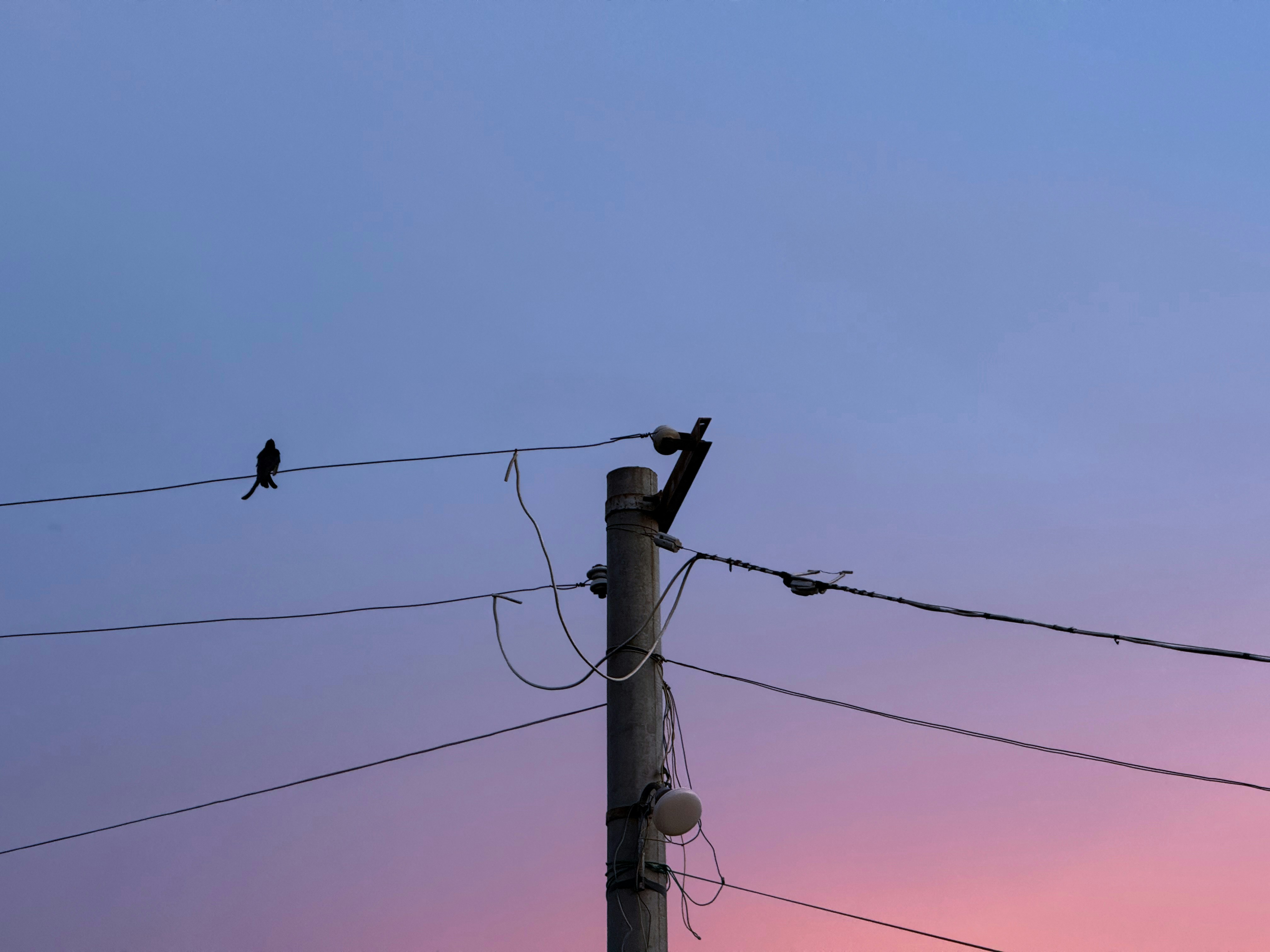 Whispers of Dusk: A Bird's Solitude