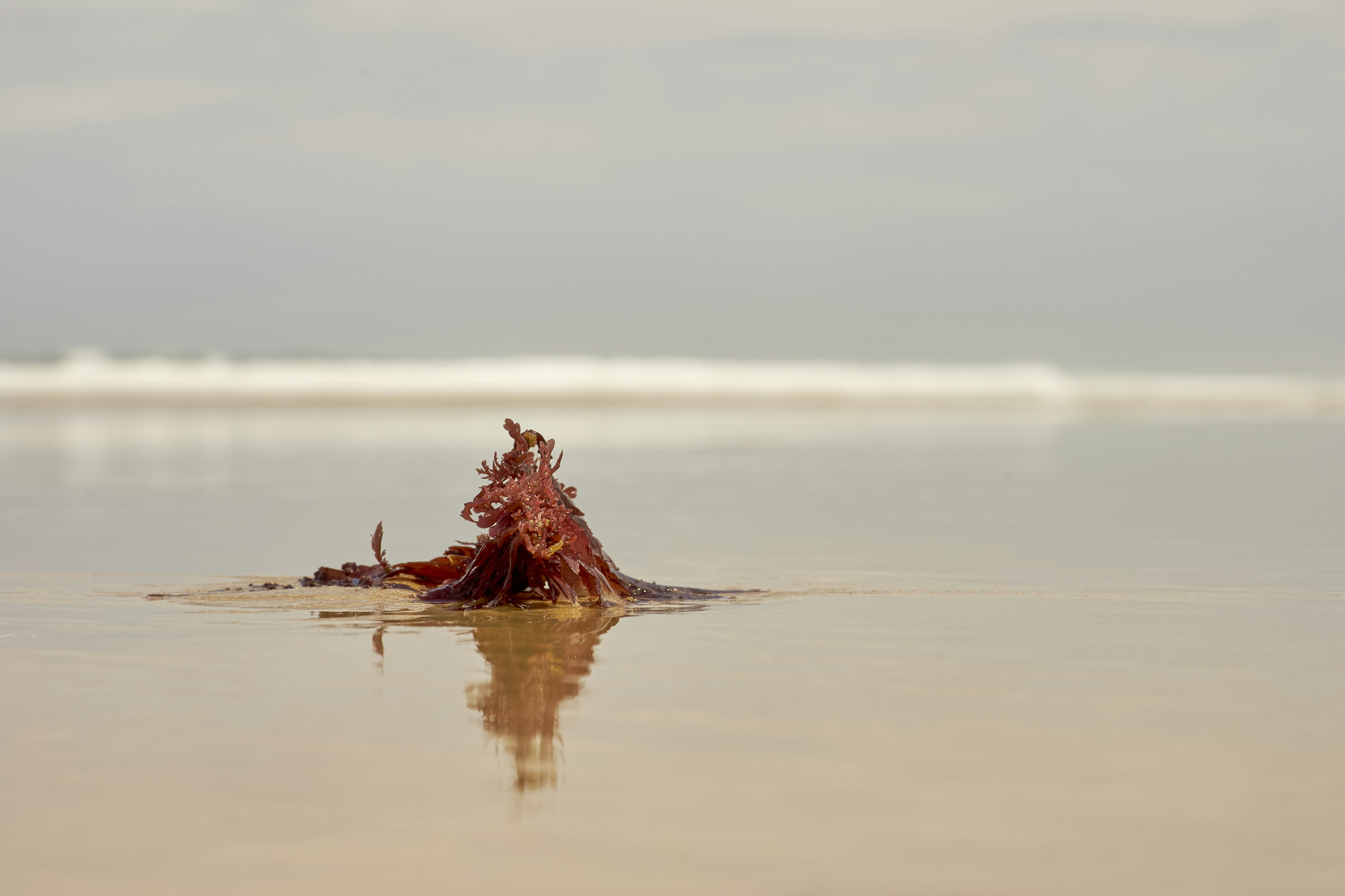 Nur ein paar Algen am Strand können ein schönes meditatives Bild machen es muss nicht immer grossartige Landschaft sein. An so einem Motiv kann ich schon mal länger verweilen bis das mehr eine neue Situation schafft ein neues Motiv bietet.