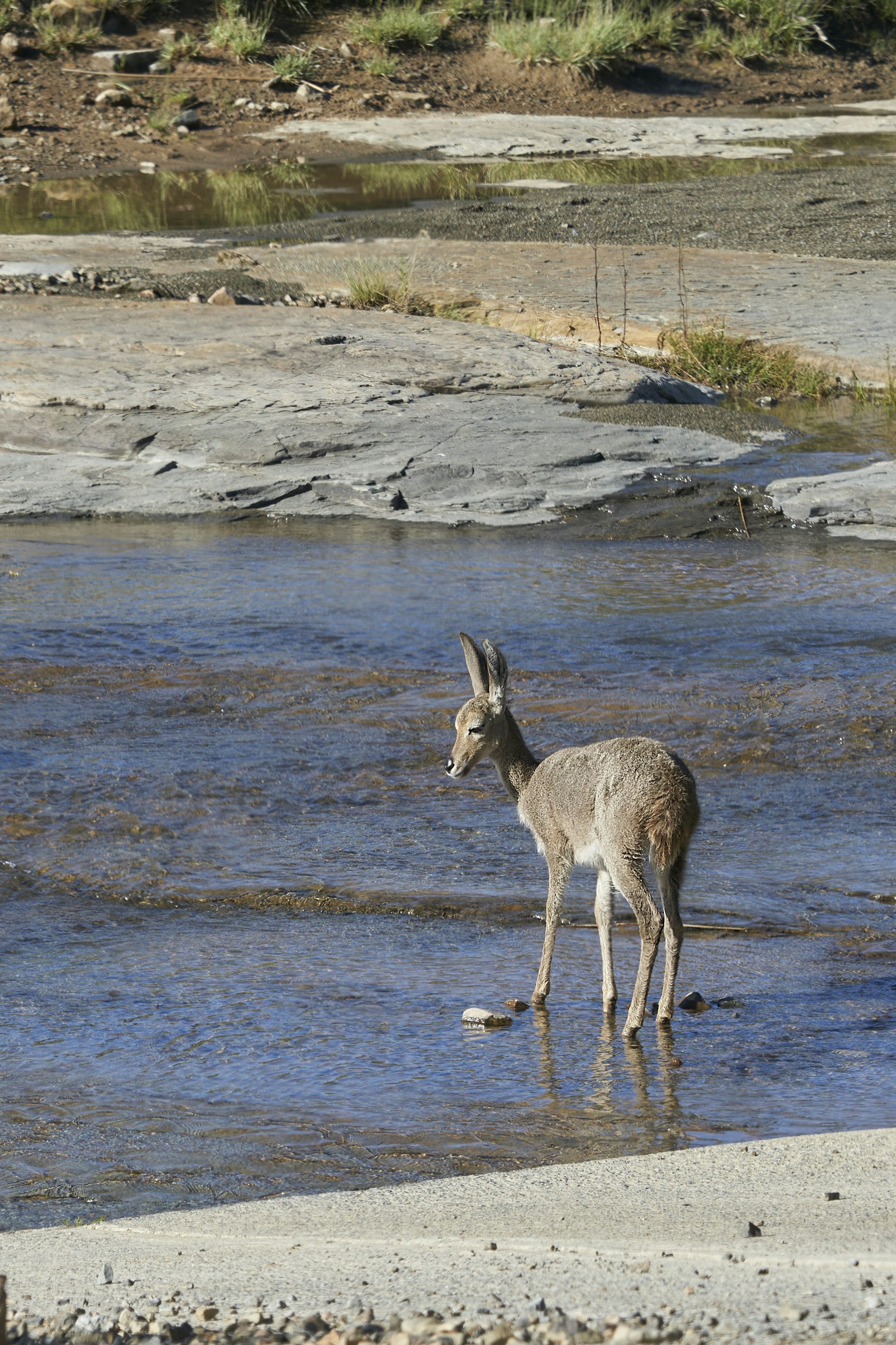 Paused in the shallows: a young deer by a sunlit rocky riverbank