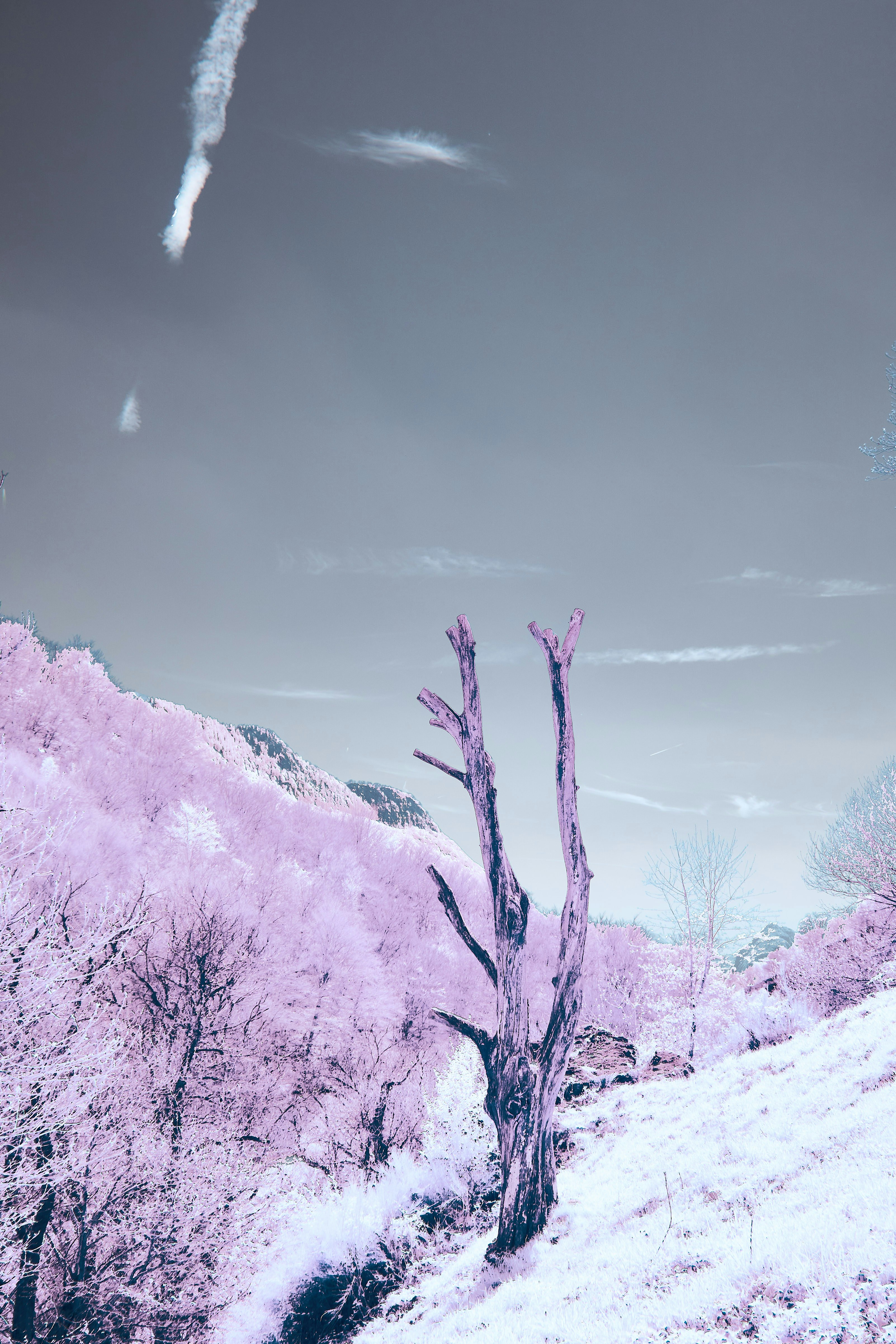 Infrared Sentinel: The Gnarled Tree in a Lavender Valley