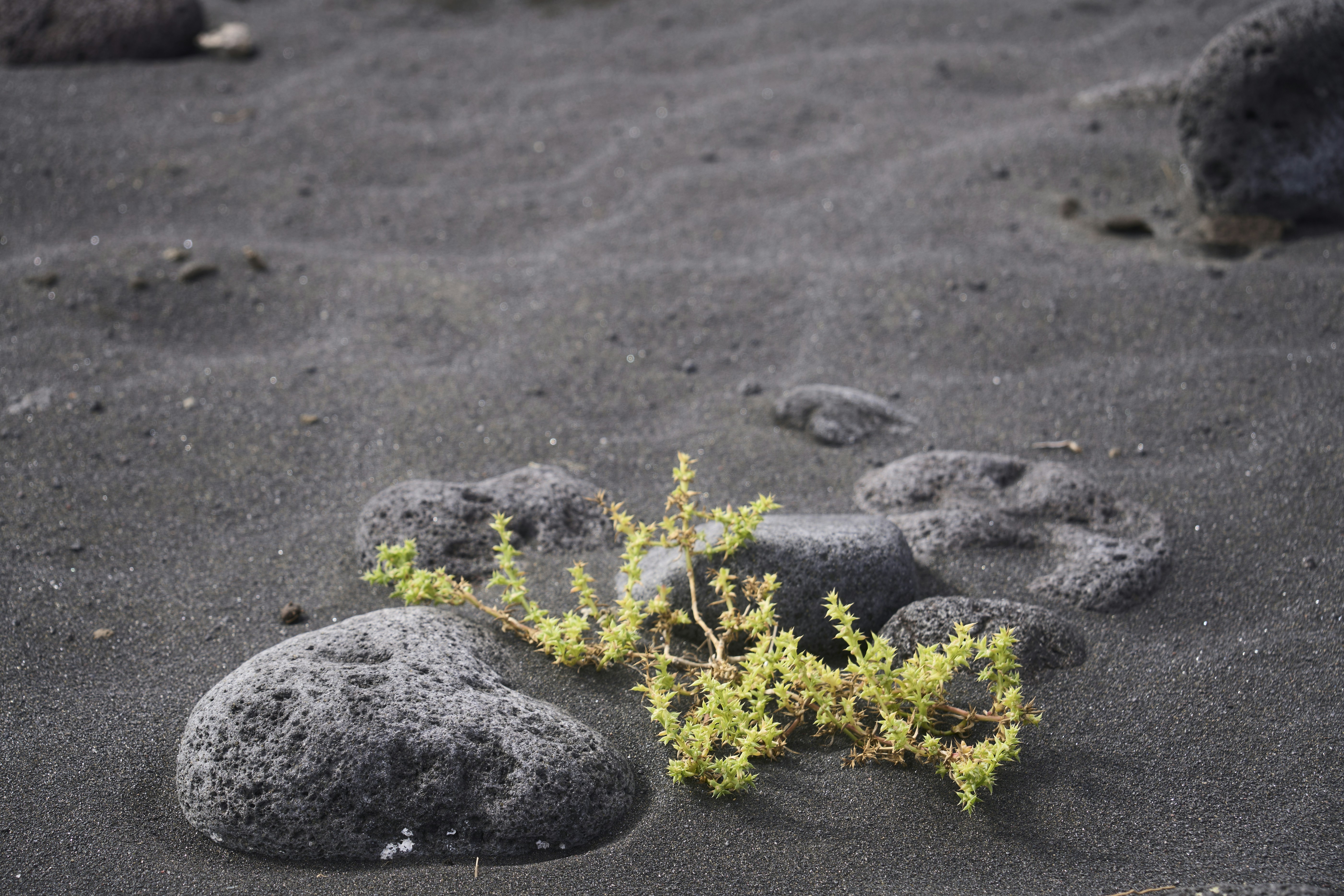 A delicate green plant thrives among dark volcanic rocks on a sandy surface, illustrating nature's resilience. 