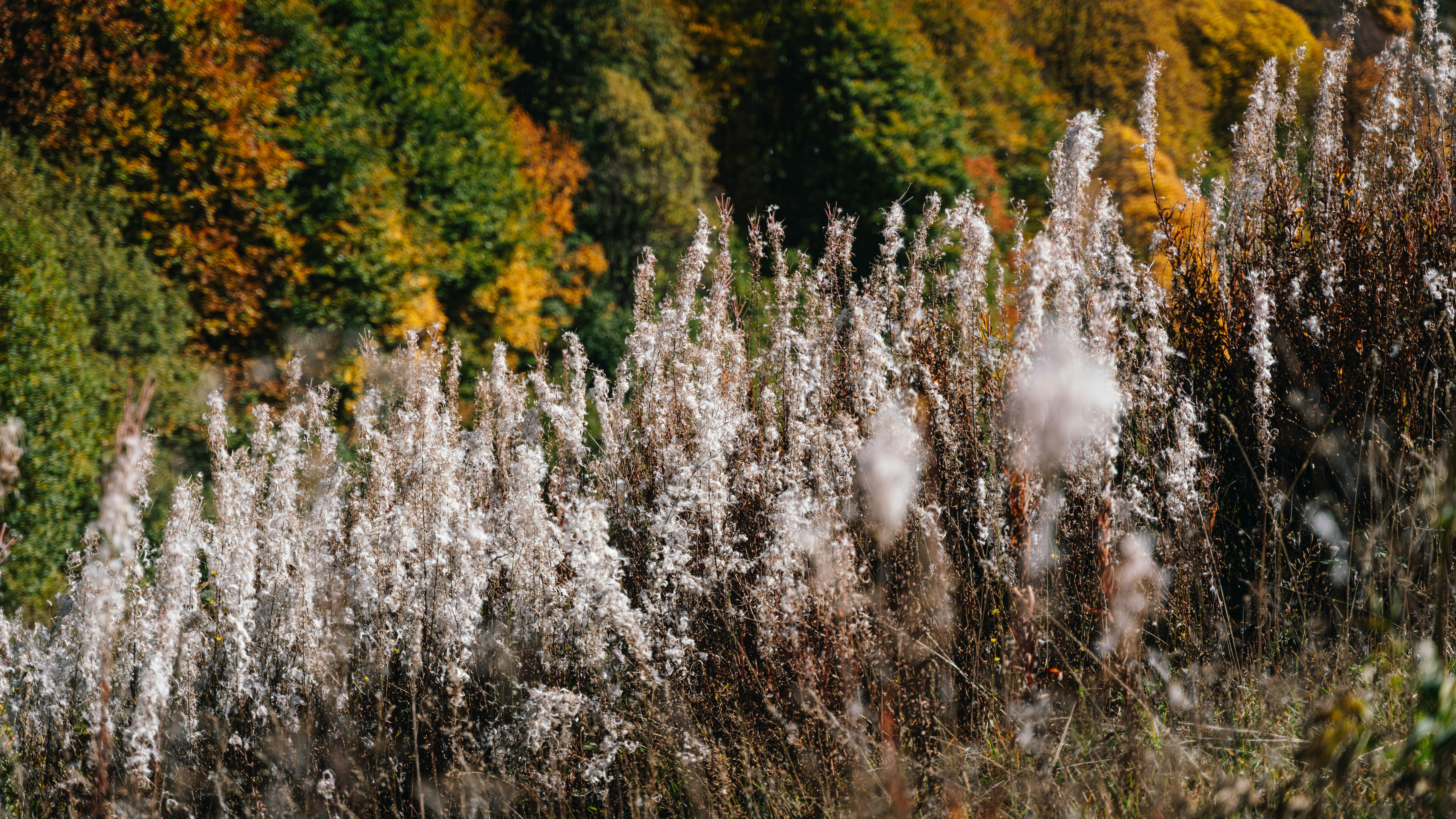 Golden Coldsnap: Reeds in Autumn Light