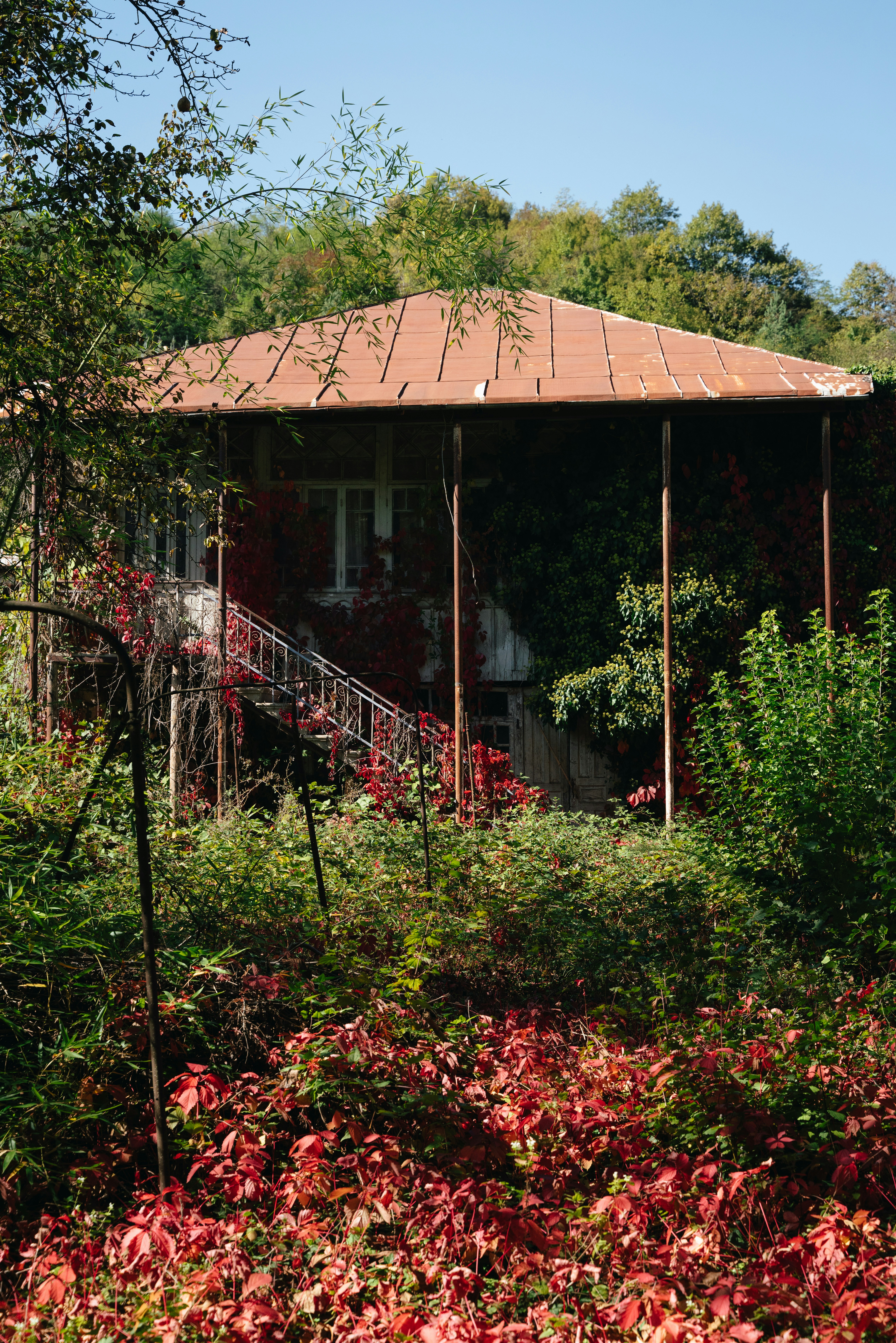 Old house covered in vines and autumn leaves