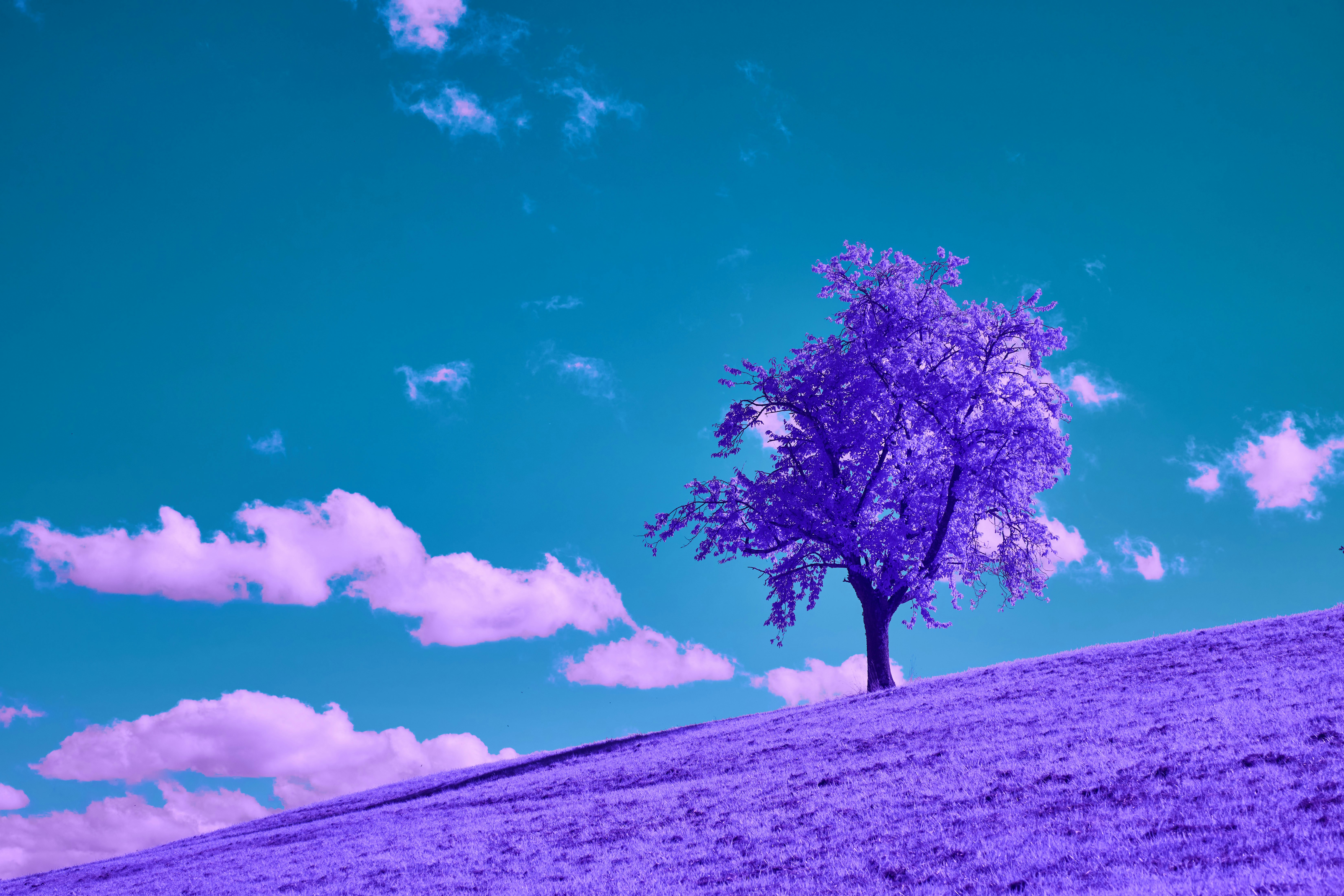 A solitary tree stands on a vibrant purple hill under a turquoise sky, with fluffy clouds drifting by.