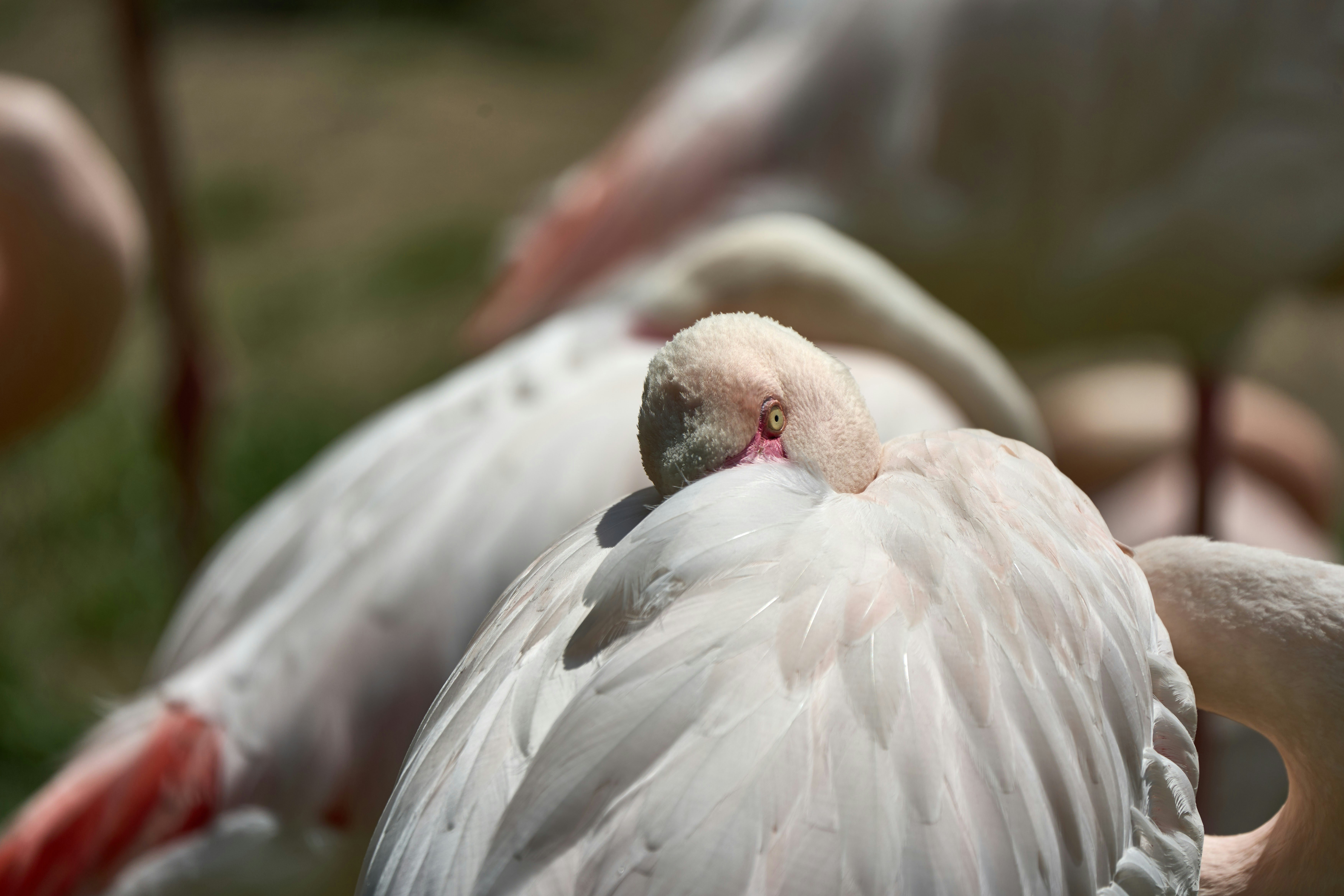 Close-up of a flamingo resting its head on its back.