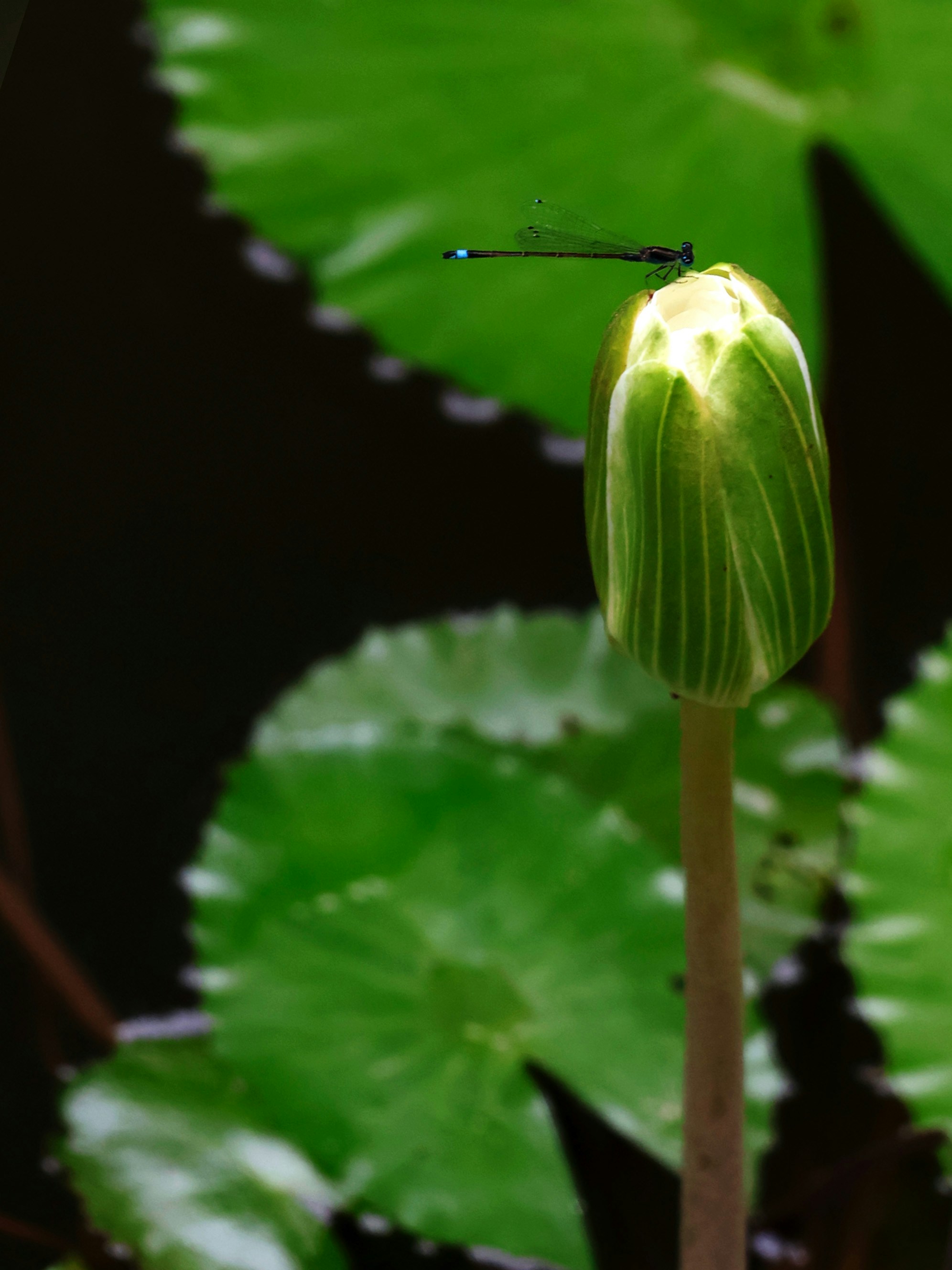 lschnura senegalensis