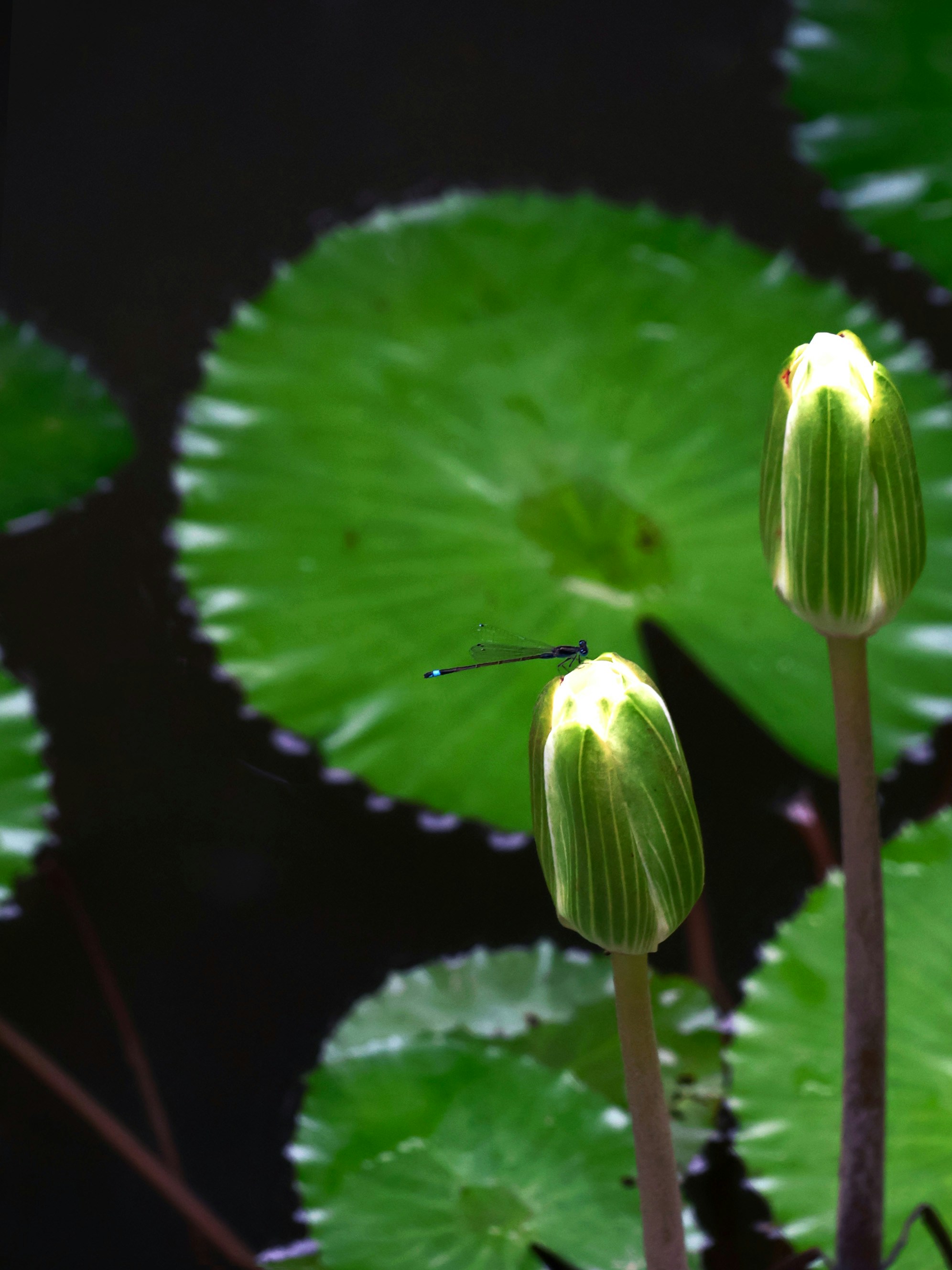 Emerging Beauty: A Dance of Nature