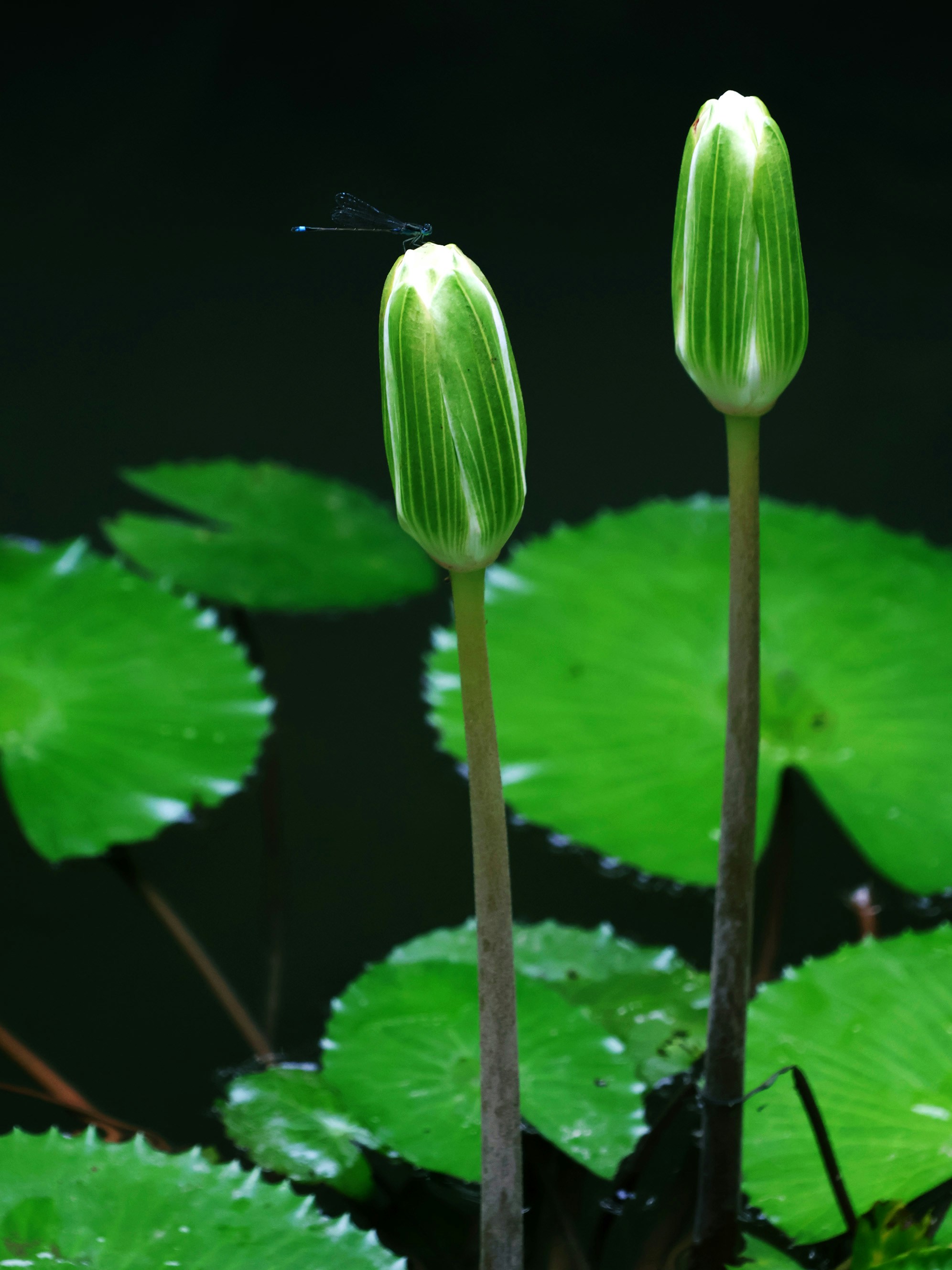 Dragonfly on Striped Lotus Buds Beneath a Velvet Pond