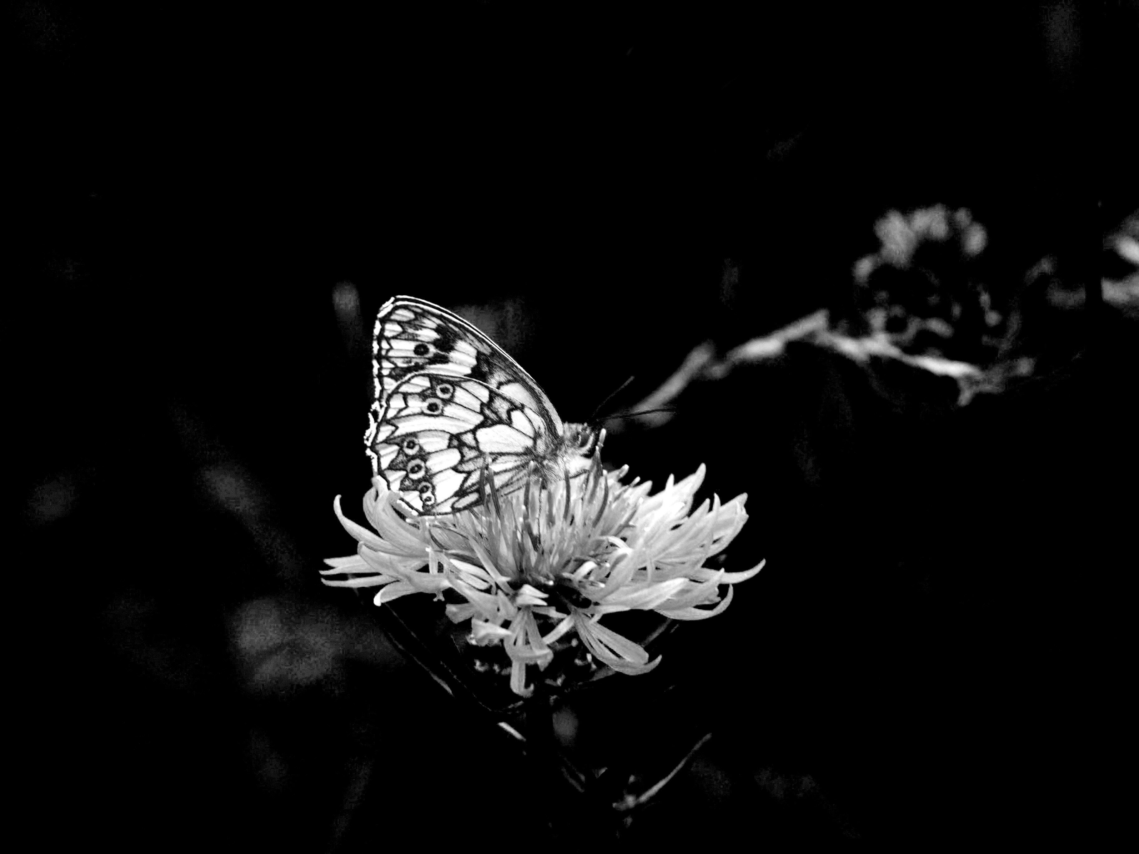 Lace-wing on a Quiet Blossom: A Monochrome Butterfly Study