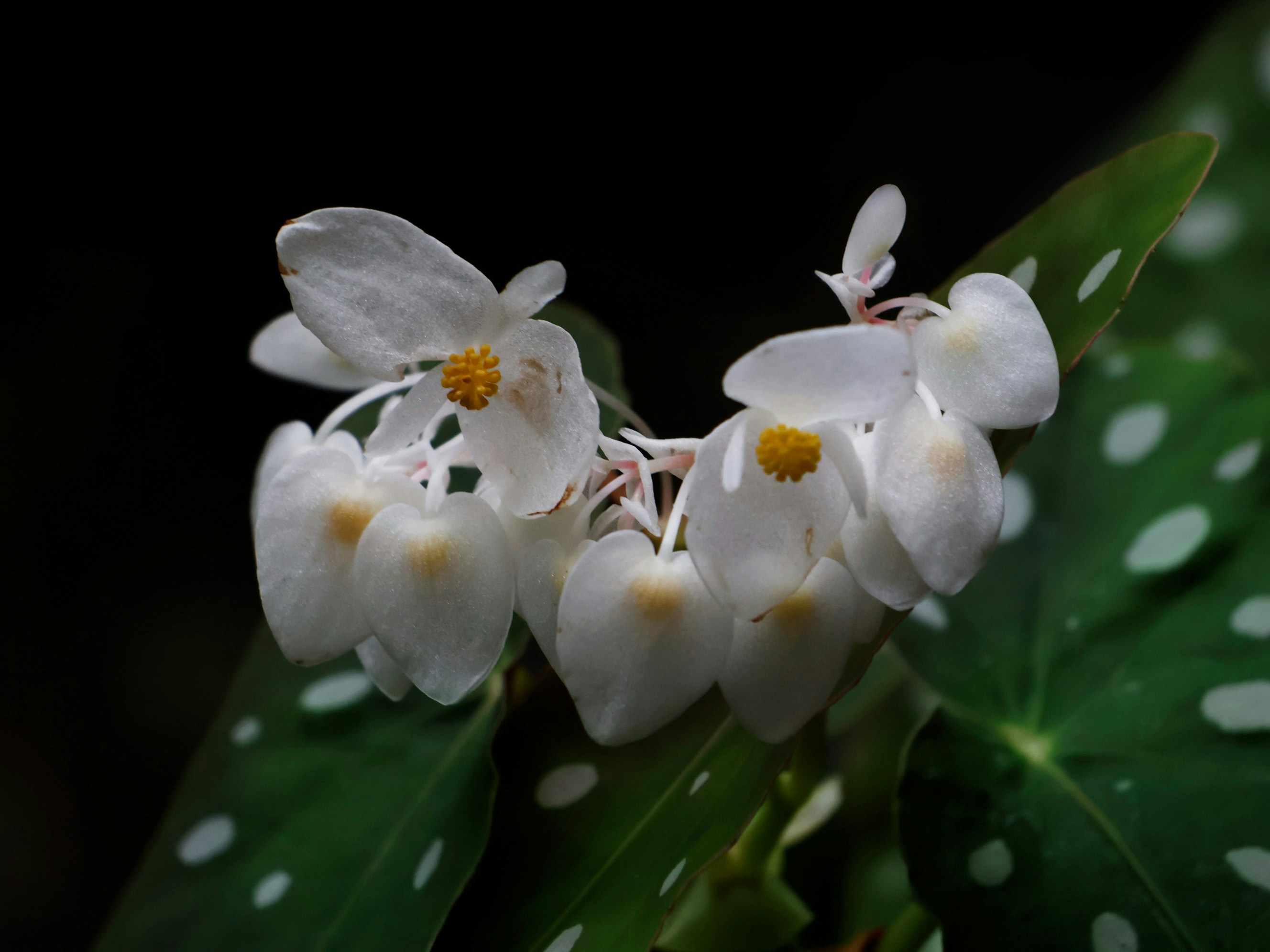 Delicate white Begonia flowers cluster atop vibrant green leaves, showcasing intricate details against a dark backdrop.