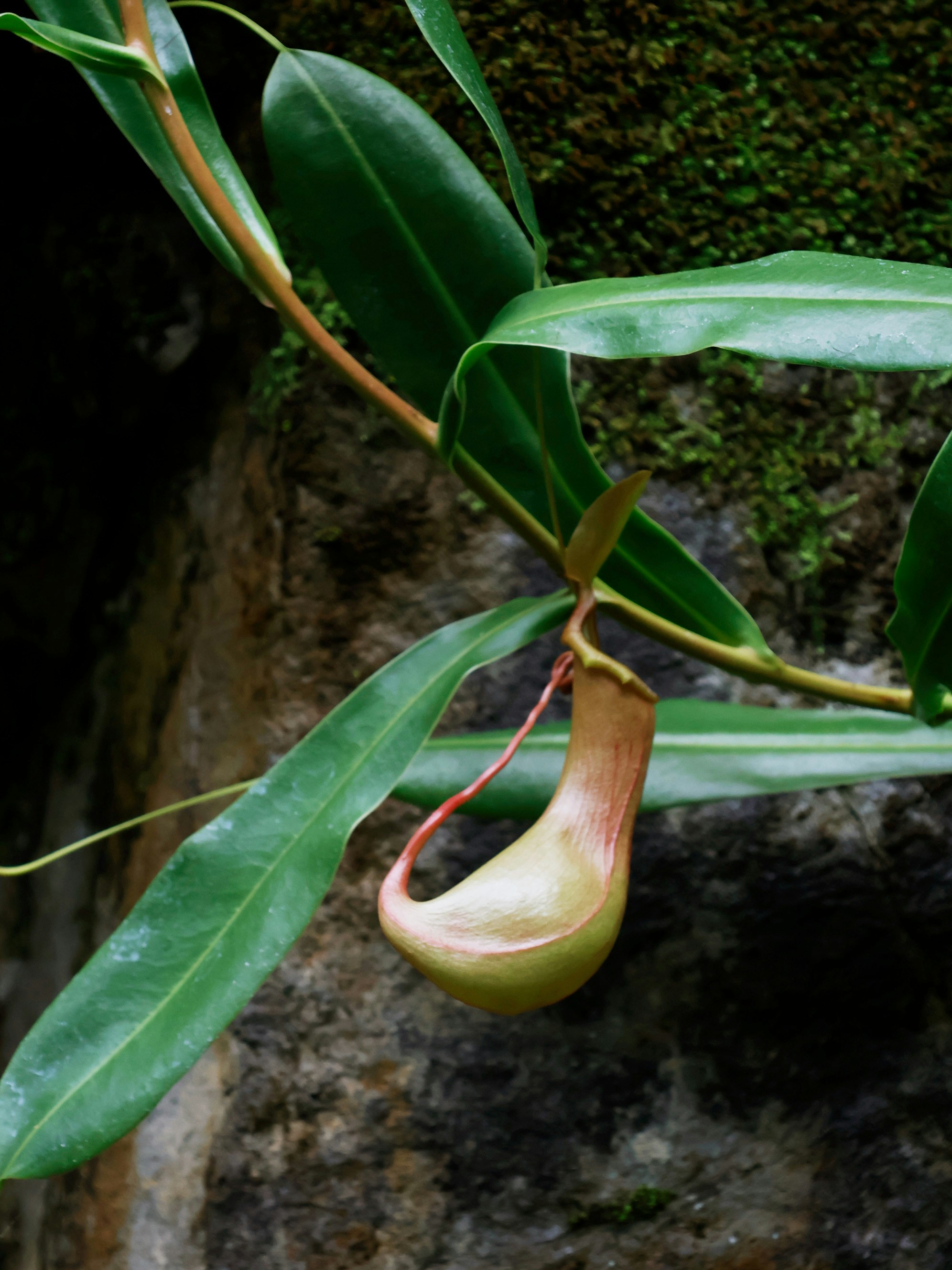 Nature's Ingenious Trap: The Pitcher Plant