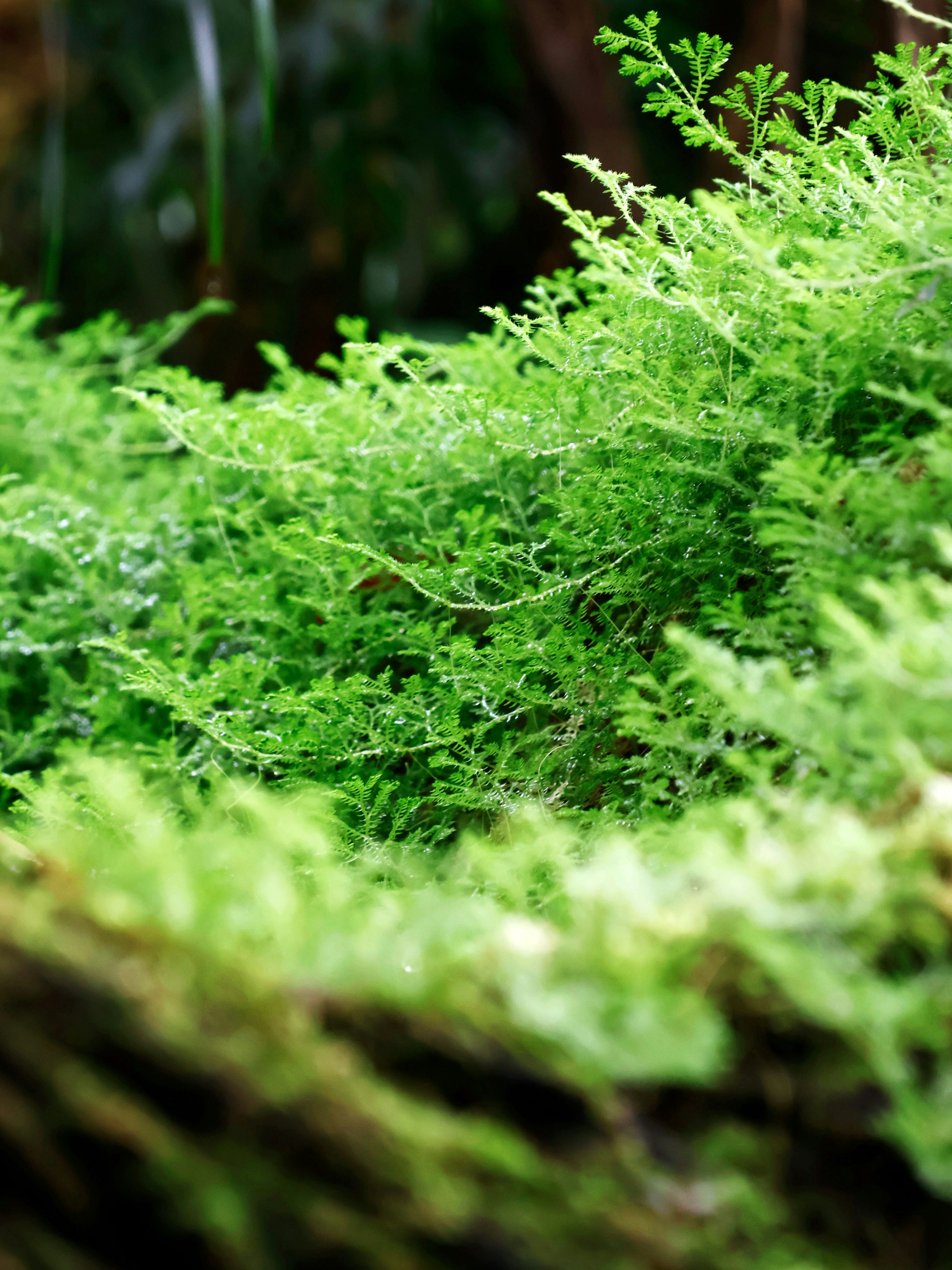 Verdant Textures: A Close-Up on Nature's Canvas