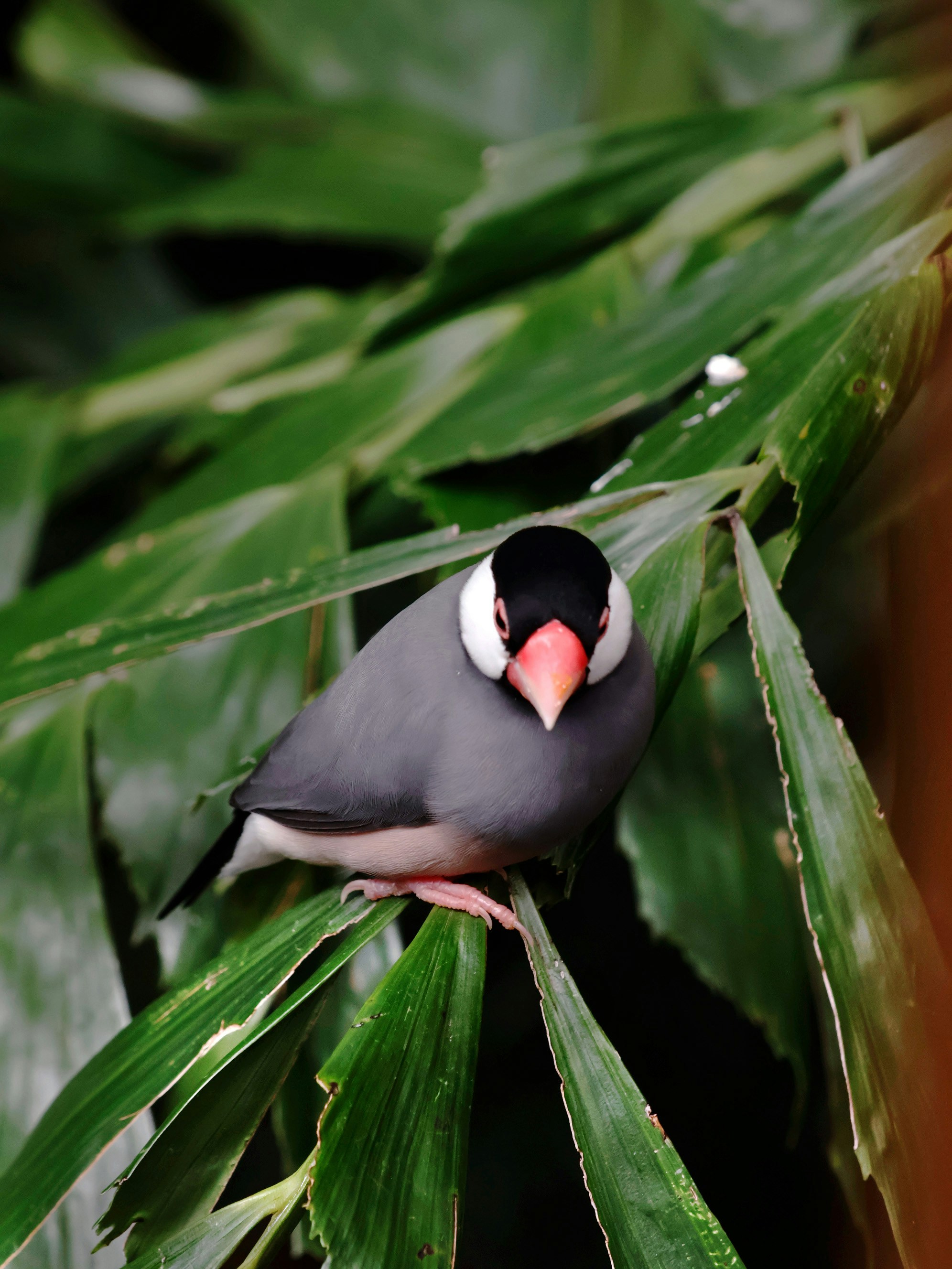 A java sparrow bird perched on green leaves. photo – Free Bird Image on ...