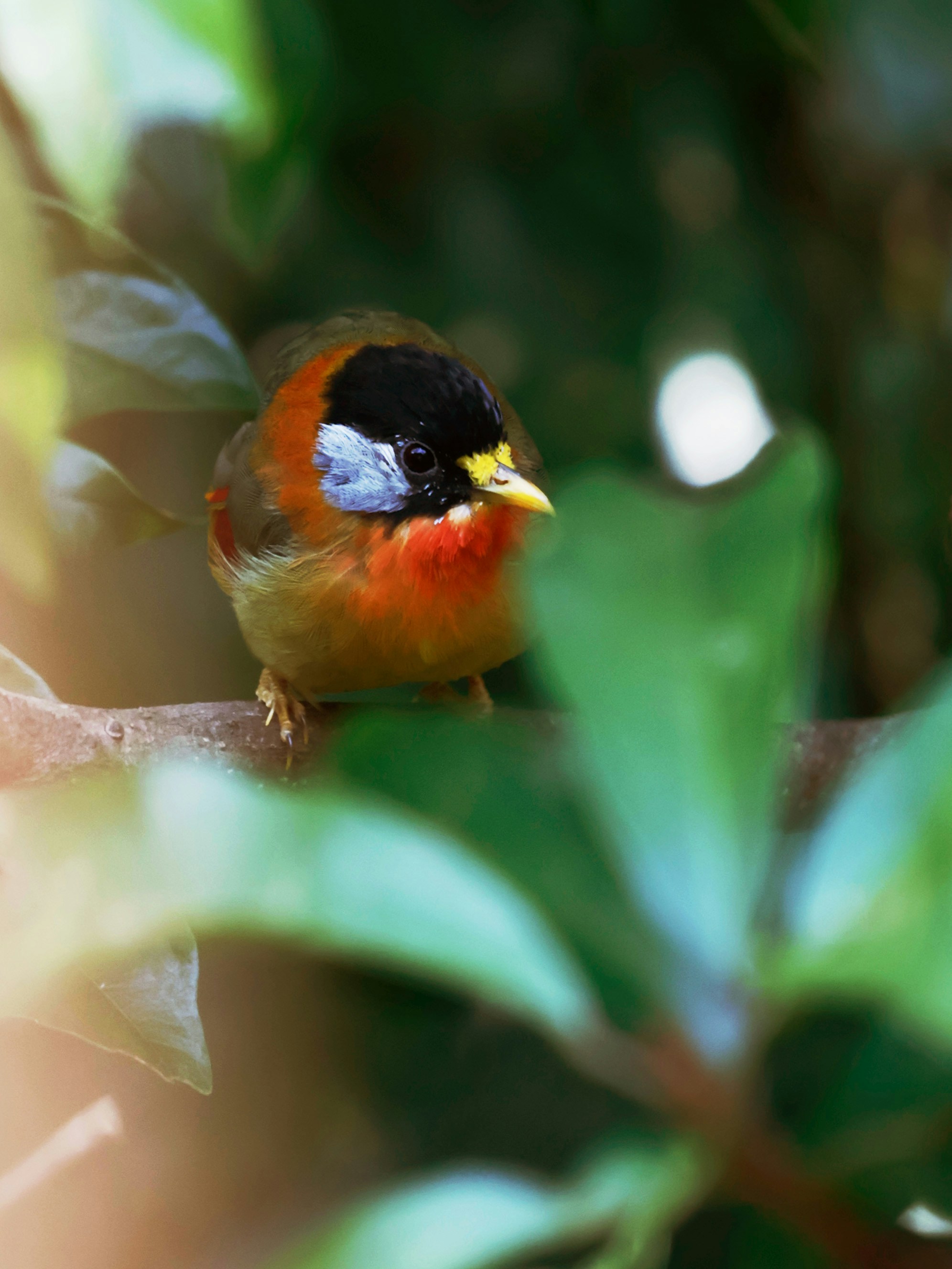 Azure-cheeked Sunbird Perched in a Verdant Frame