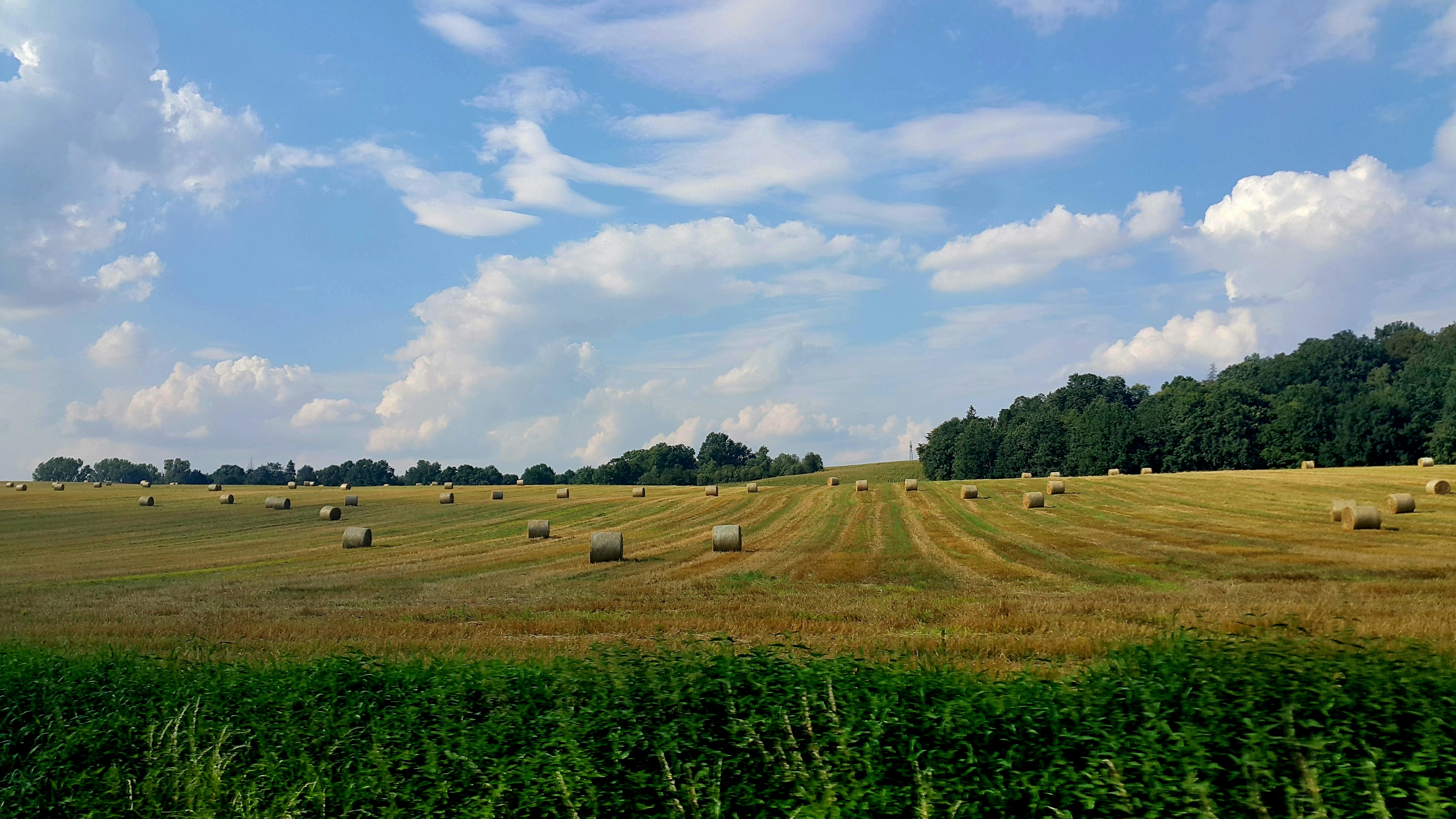 Expansive field dotted with hay bales under a dynamic sky filled with fluffy clouds. Lush greenery frames the scene.