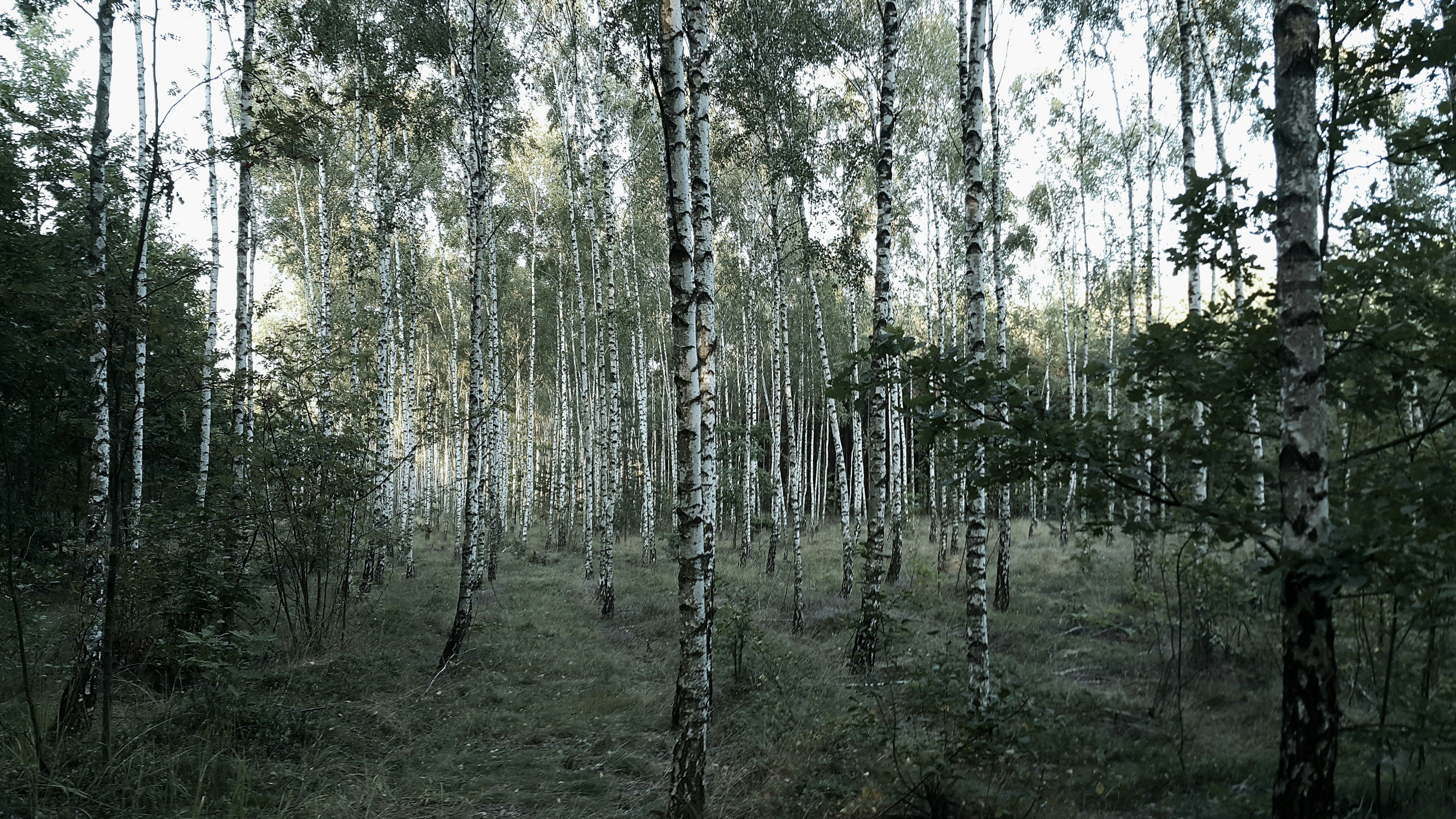 Tall birch trees in a dense, overcast forest
