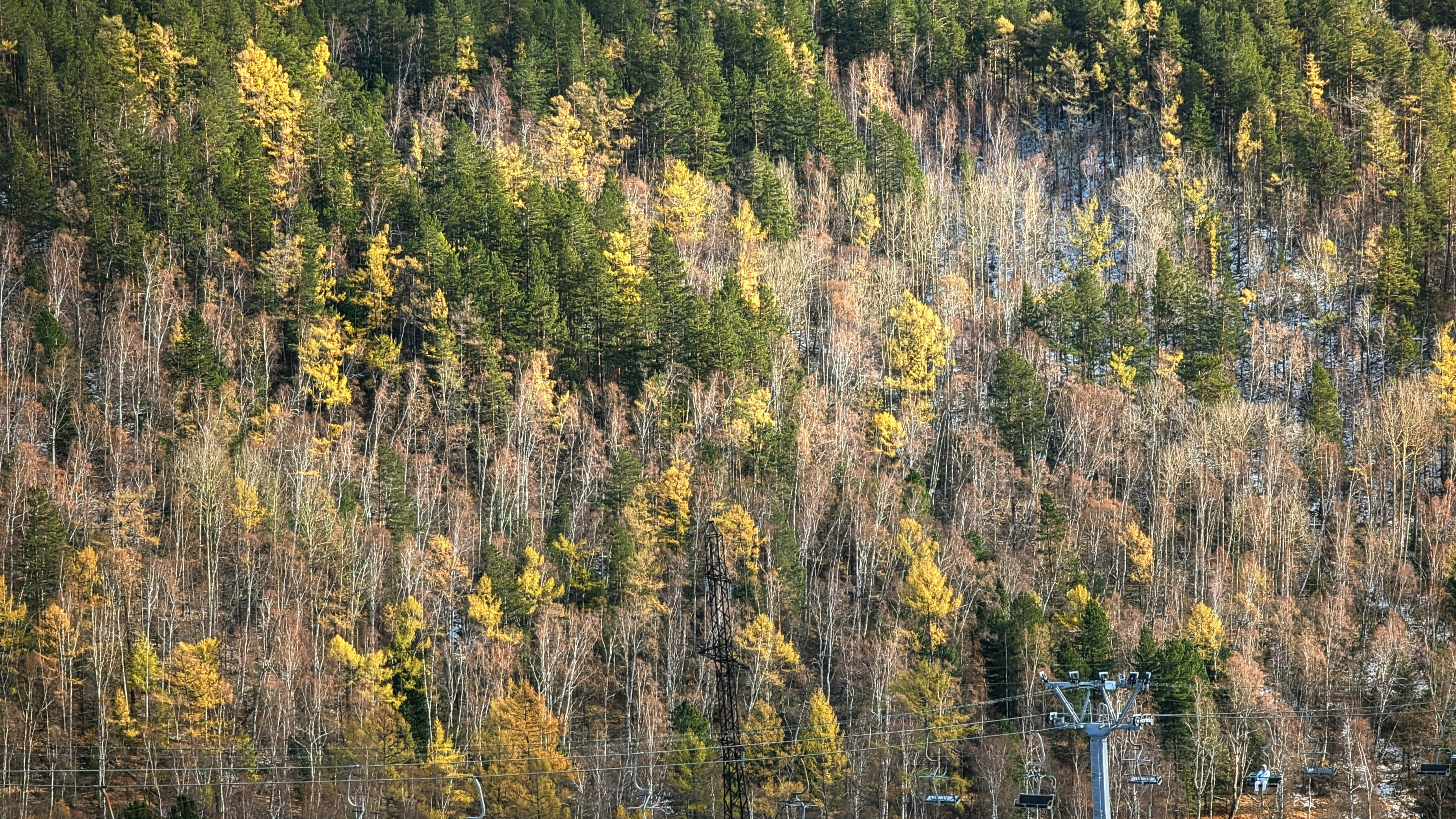 Gold and Pine: A Quiet Forest Intersected by a Lone Power Line