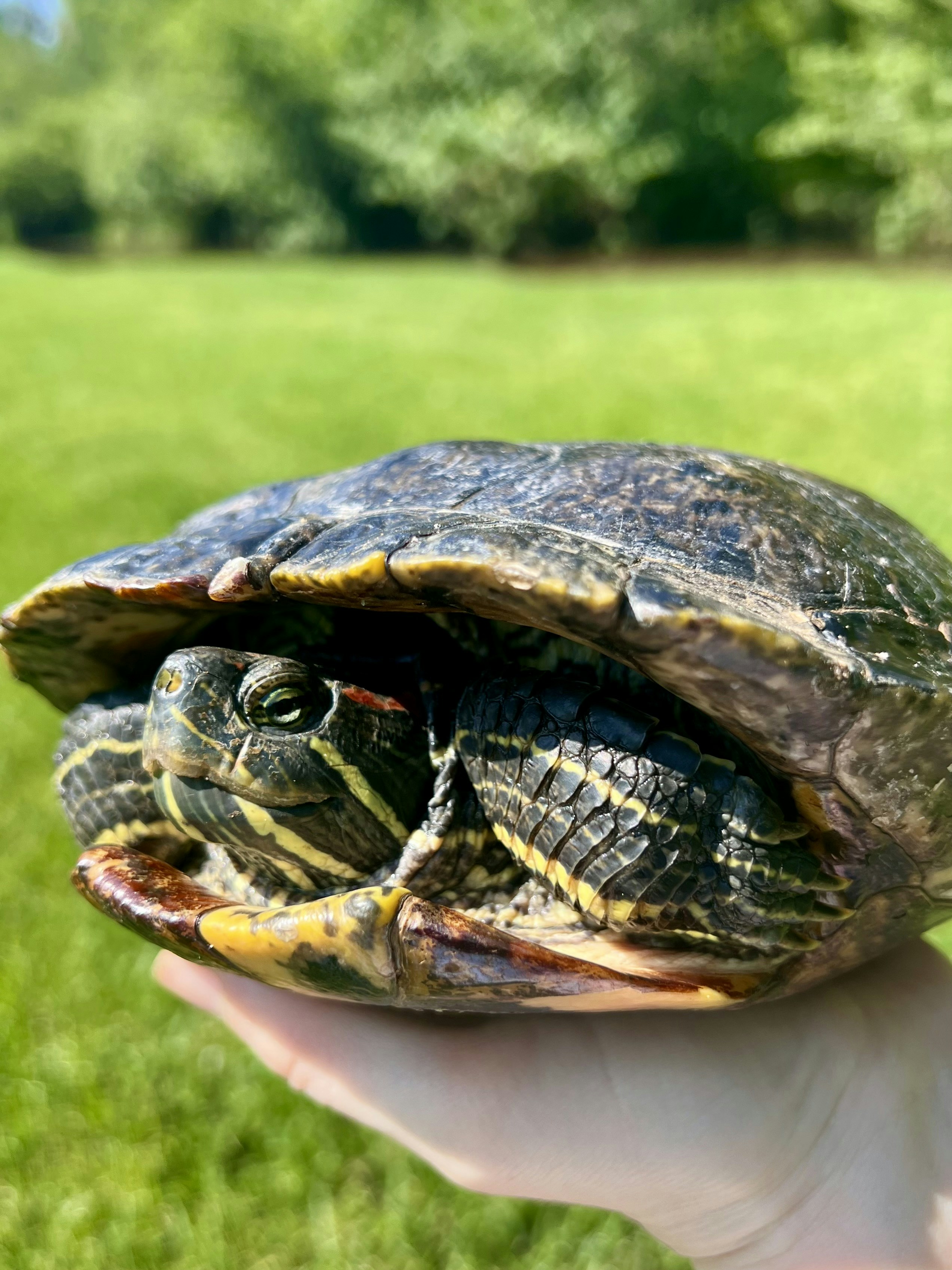 Red-eared slider | A turtle rests in a hand on grass.