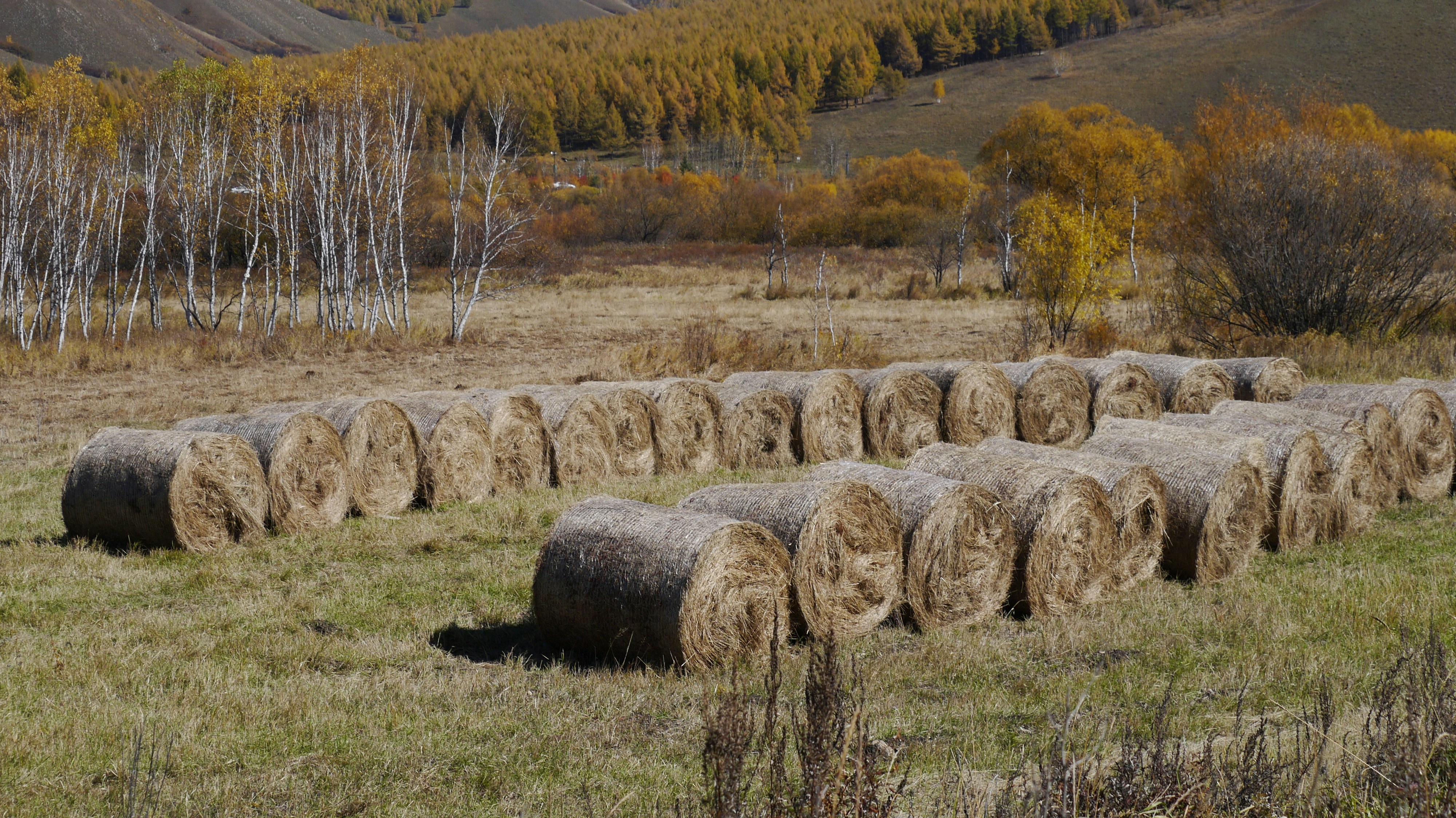 Round hay bales arranged in a circular pattern on a grassy field, surrounded by autumn foliage. The scene evokes a sense of tranquility and rural charm.