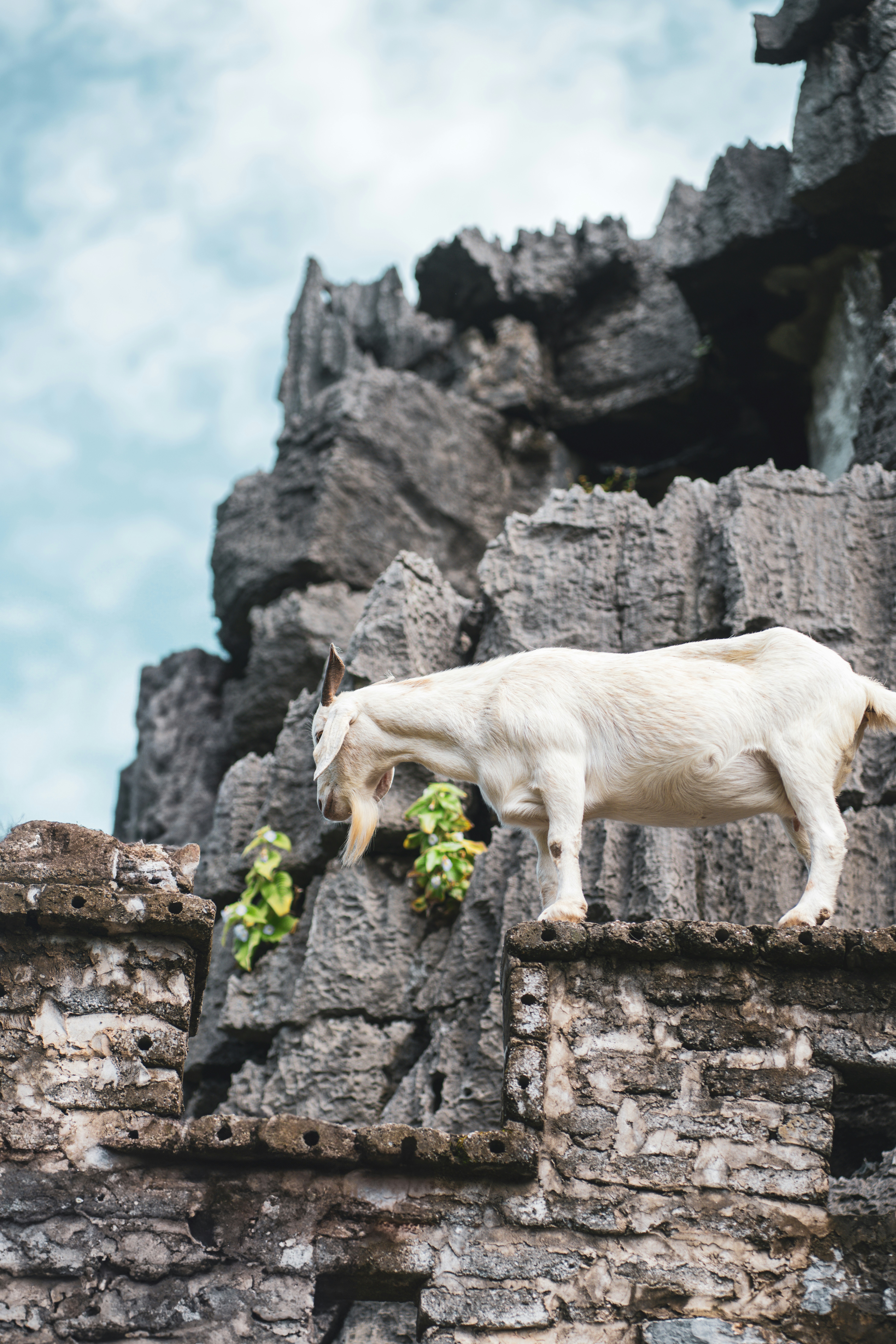A white goat balances gracefully atop a stone wall amidst rugged rock formations, showcasing the harmony between wildlife and ancient structures.