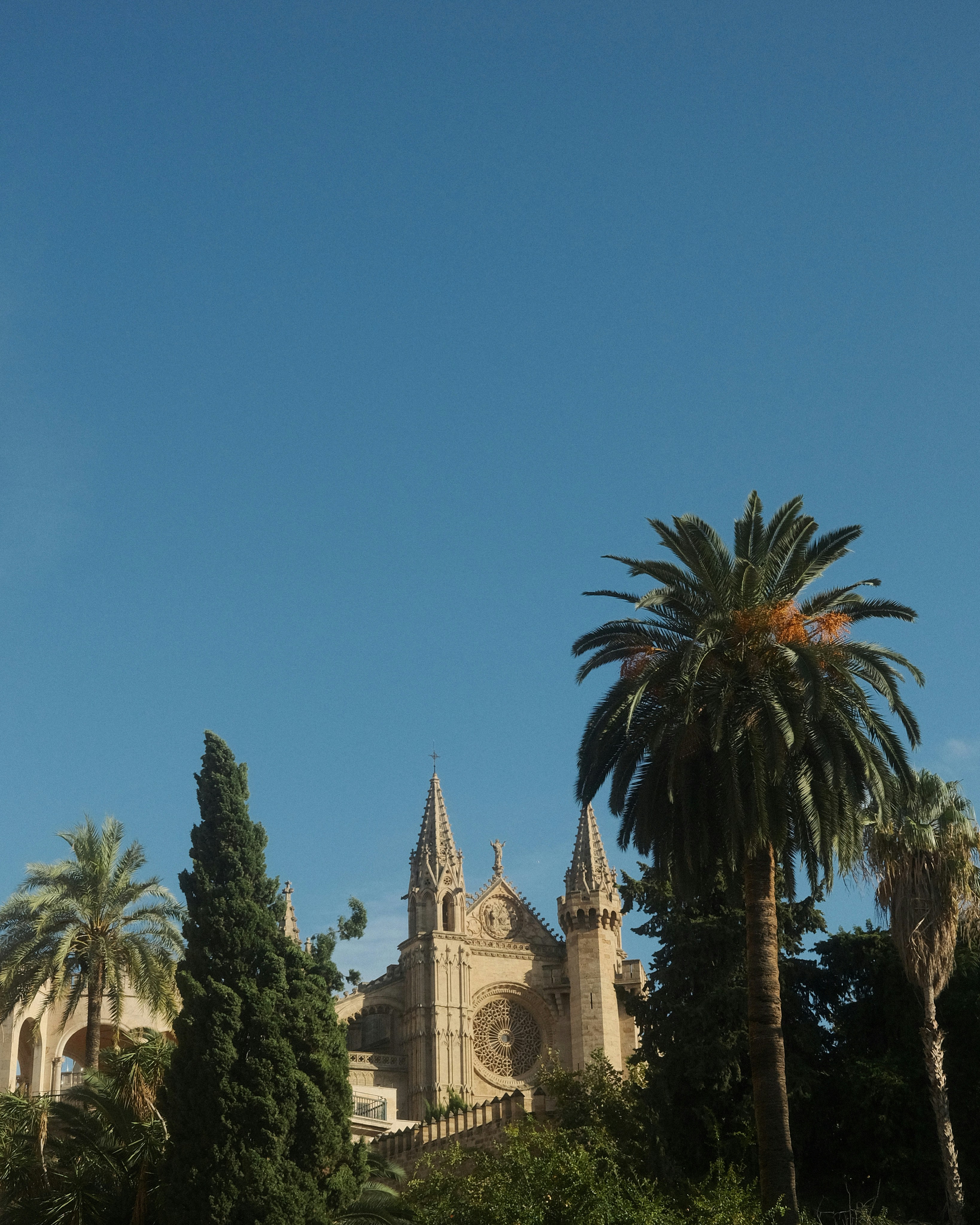 Gothic architecture of a historic church framed by lush palm trees under a clear blue sky.